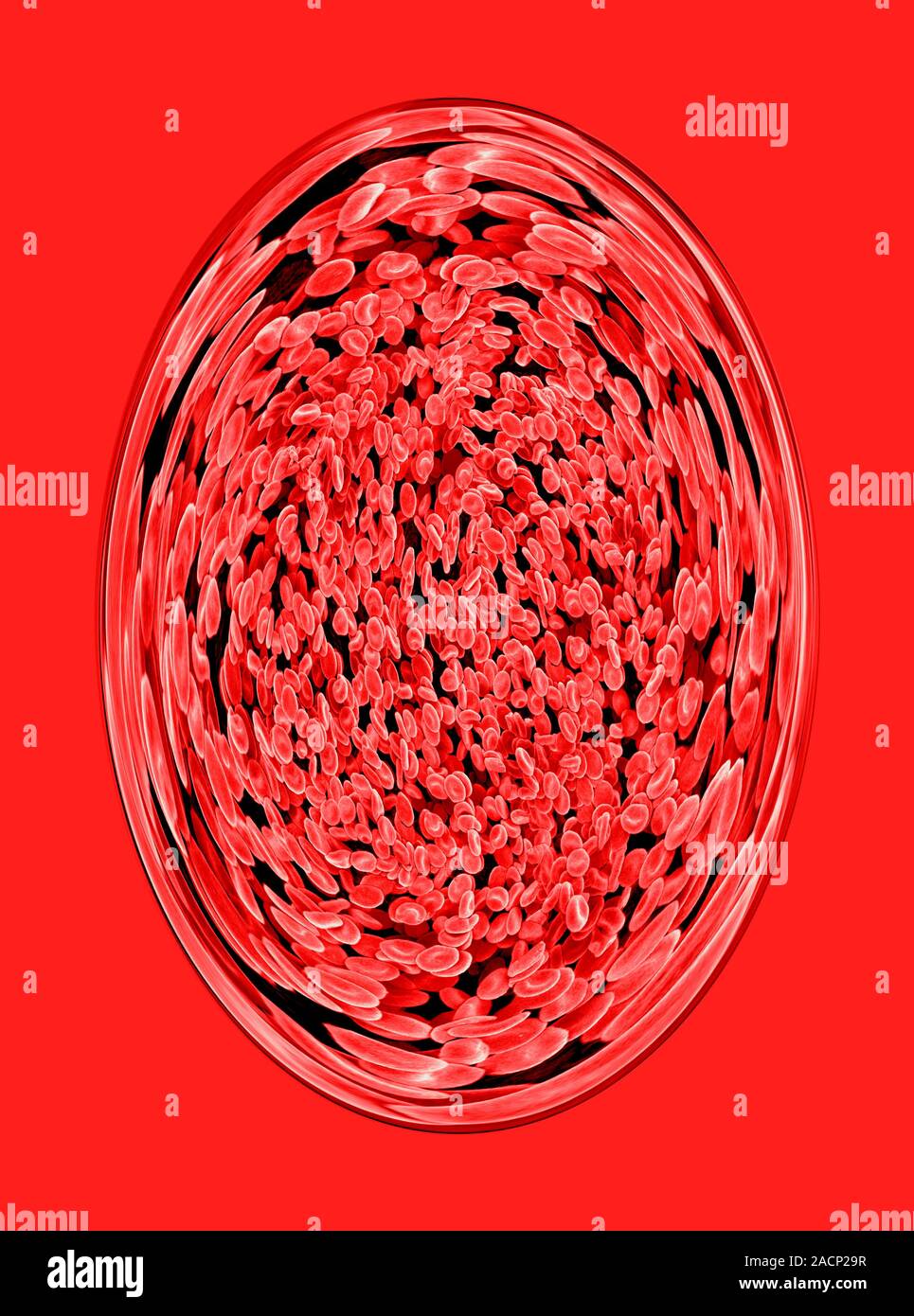 Red blood cells. Coloured scanning electron micrograph (SEM) of red ...