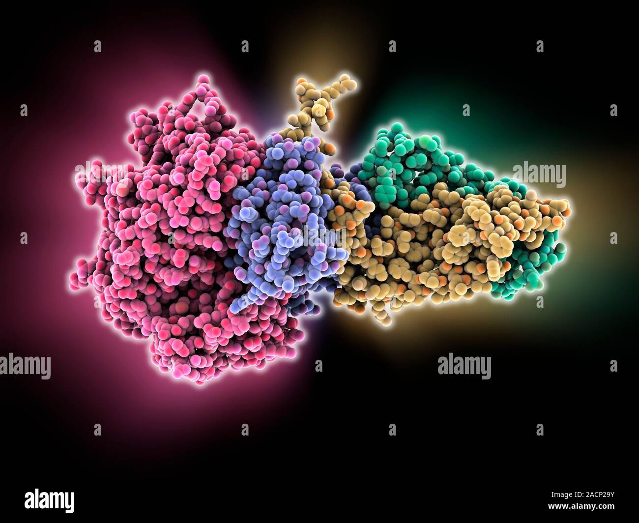 Succinate dehydrogenase enzyme. Molecular model of the succinate ...
