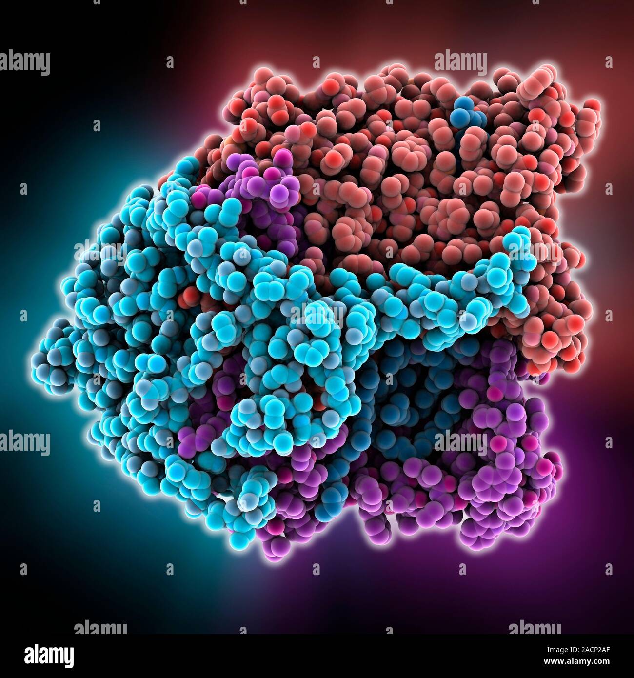 Purple bacterium photosynthesis centre, molecular model. Purple ...