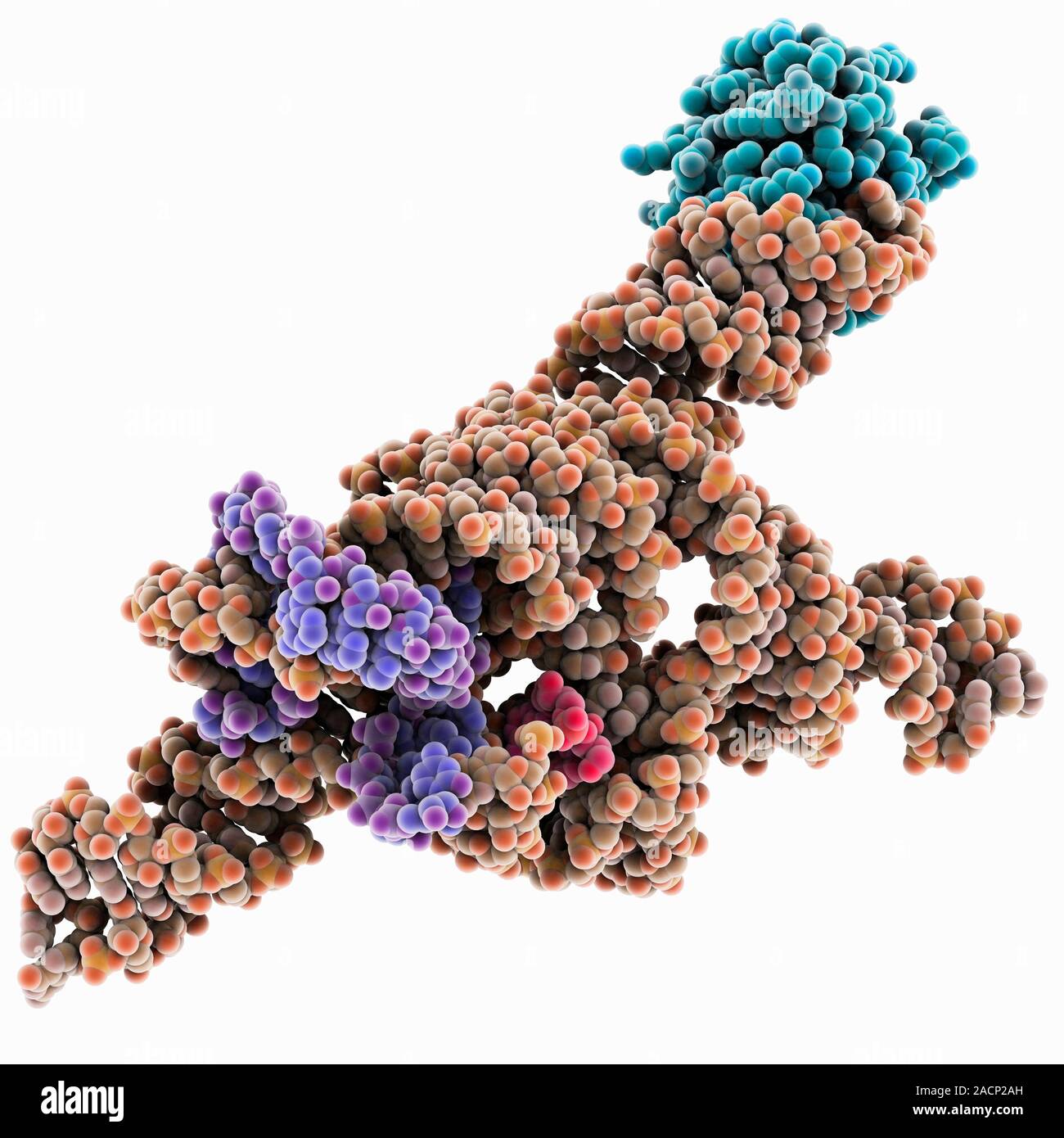 Self-splicing RNA intron, molecular model. Splicing is the process ...