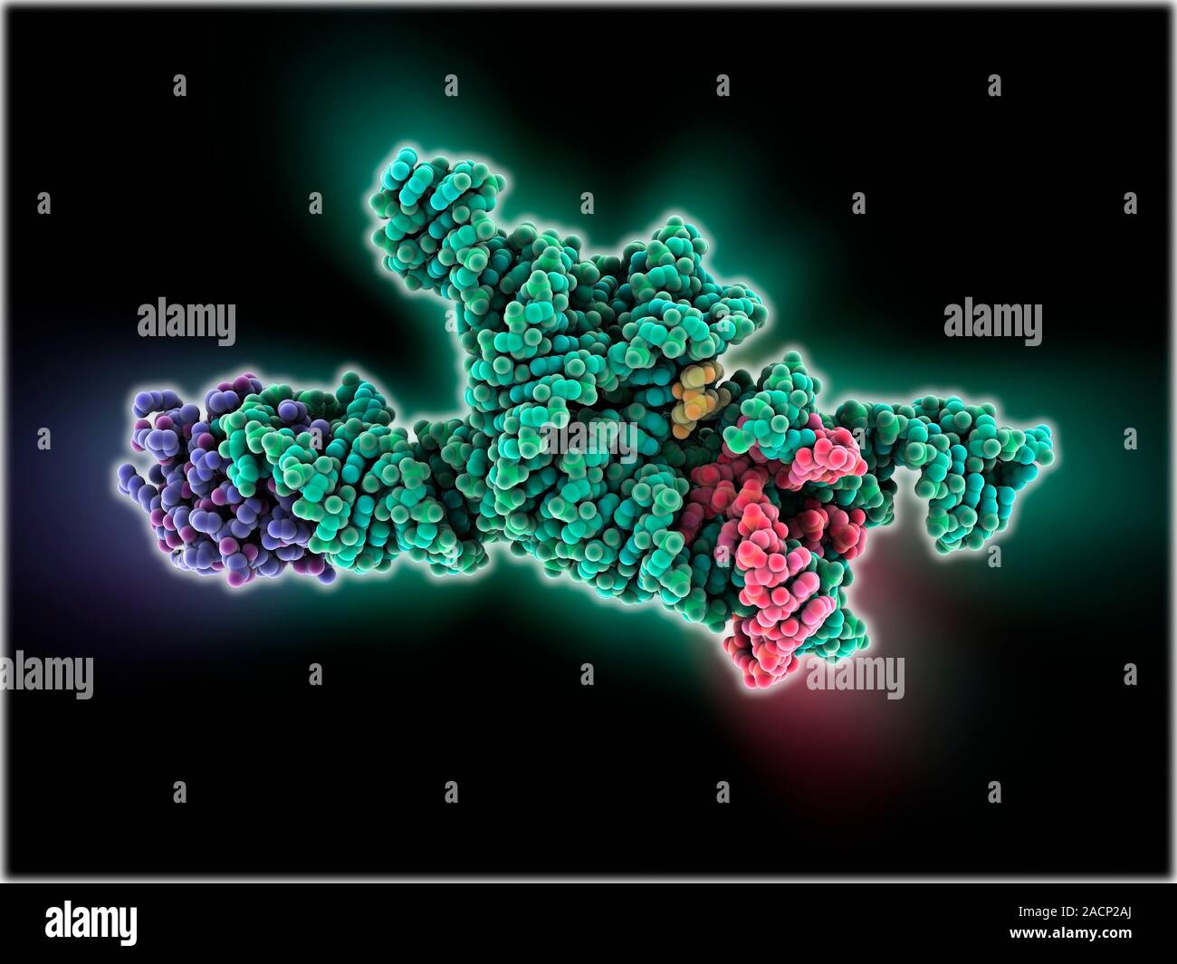 Self-splicing RNA intron, molecular model. Splicing is the process ...