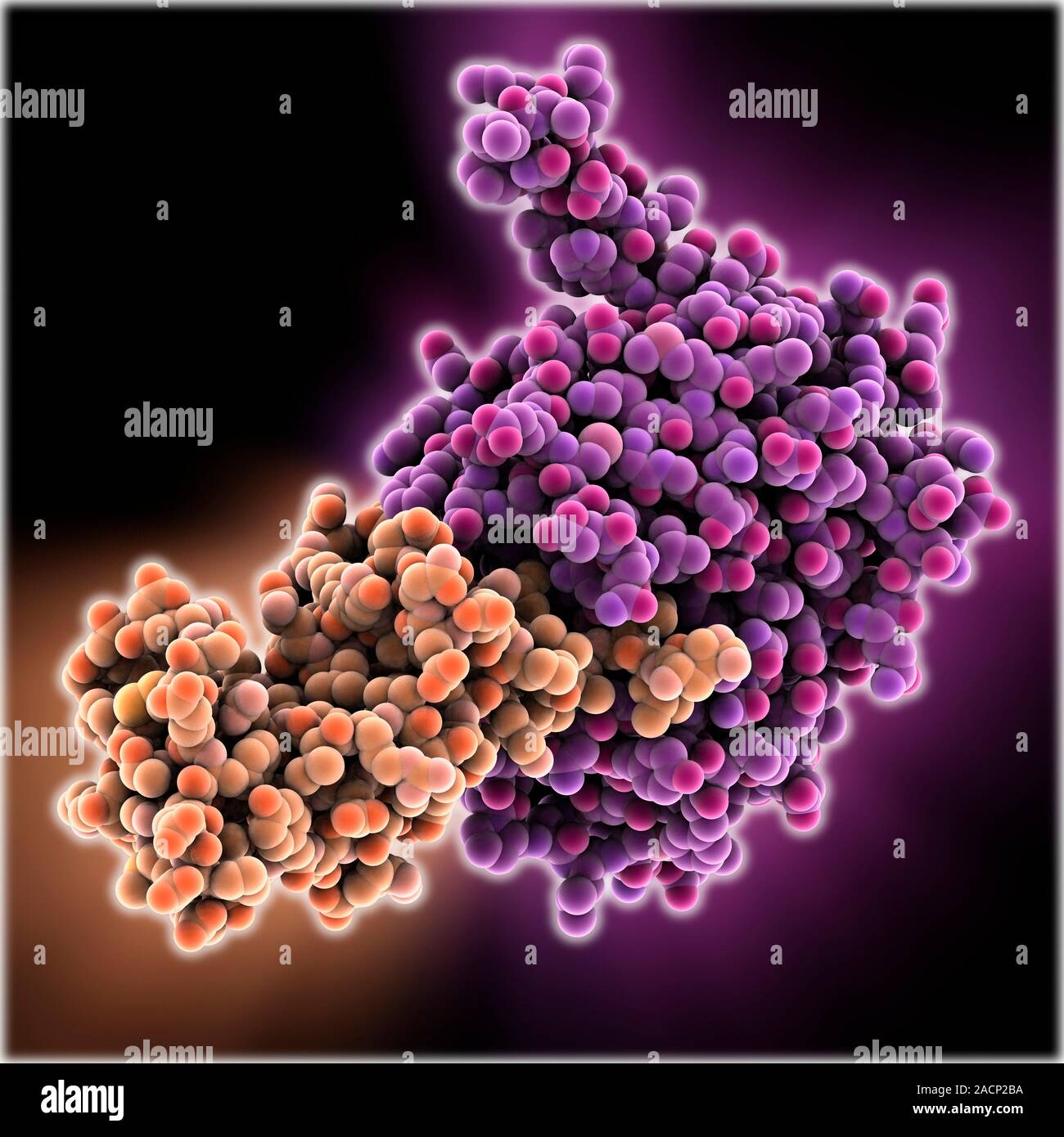 FP2 malaria protease enzyme complex, molecular model. This complex ...