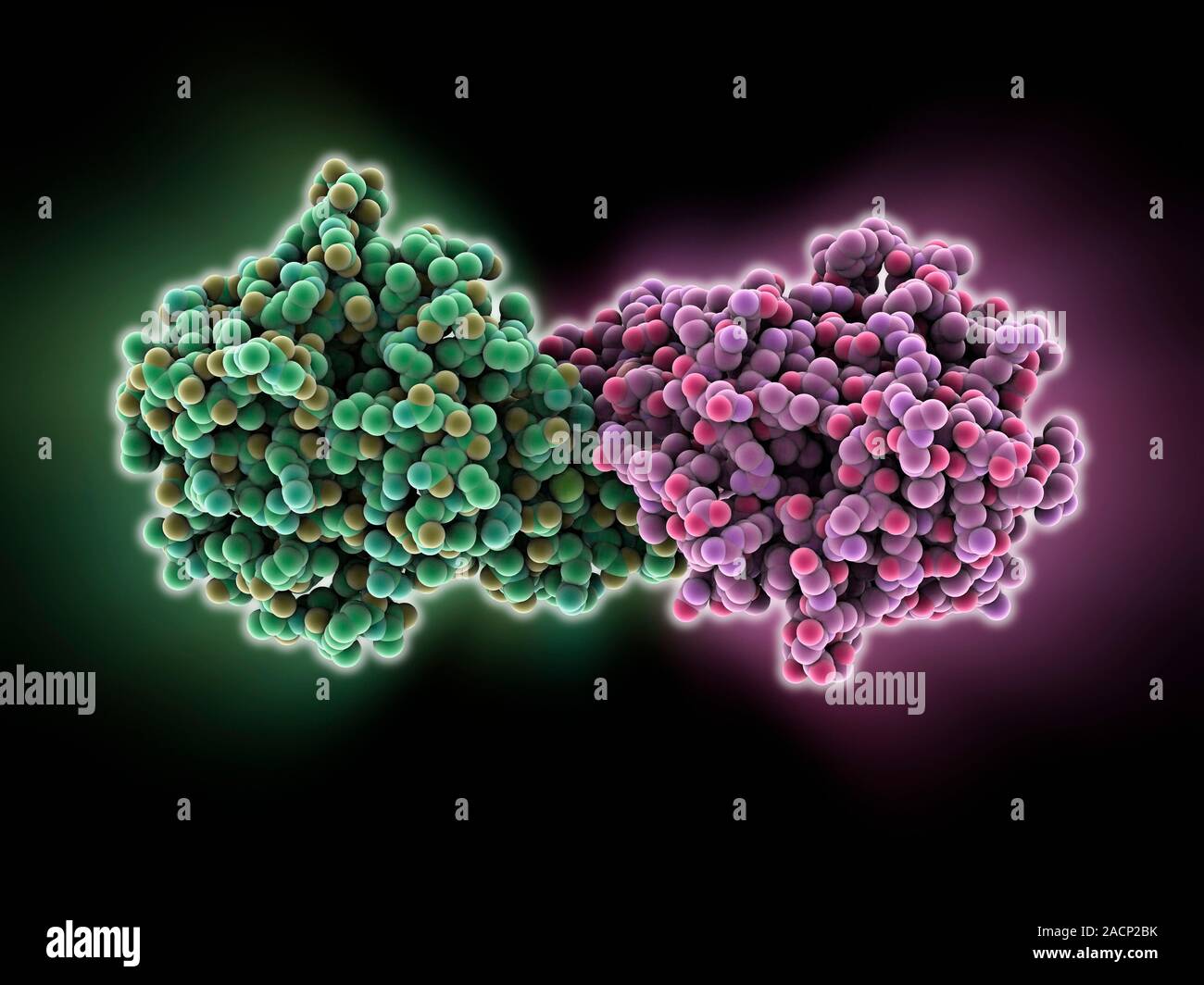 Biotin ligase enzyme, molecular model. This enzyme is a protein formed ...