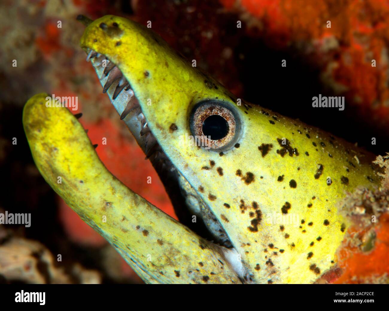 Yellow moray eel (Gymnothorax melatremus) living in an artificial reef ...