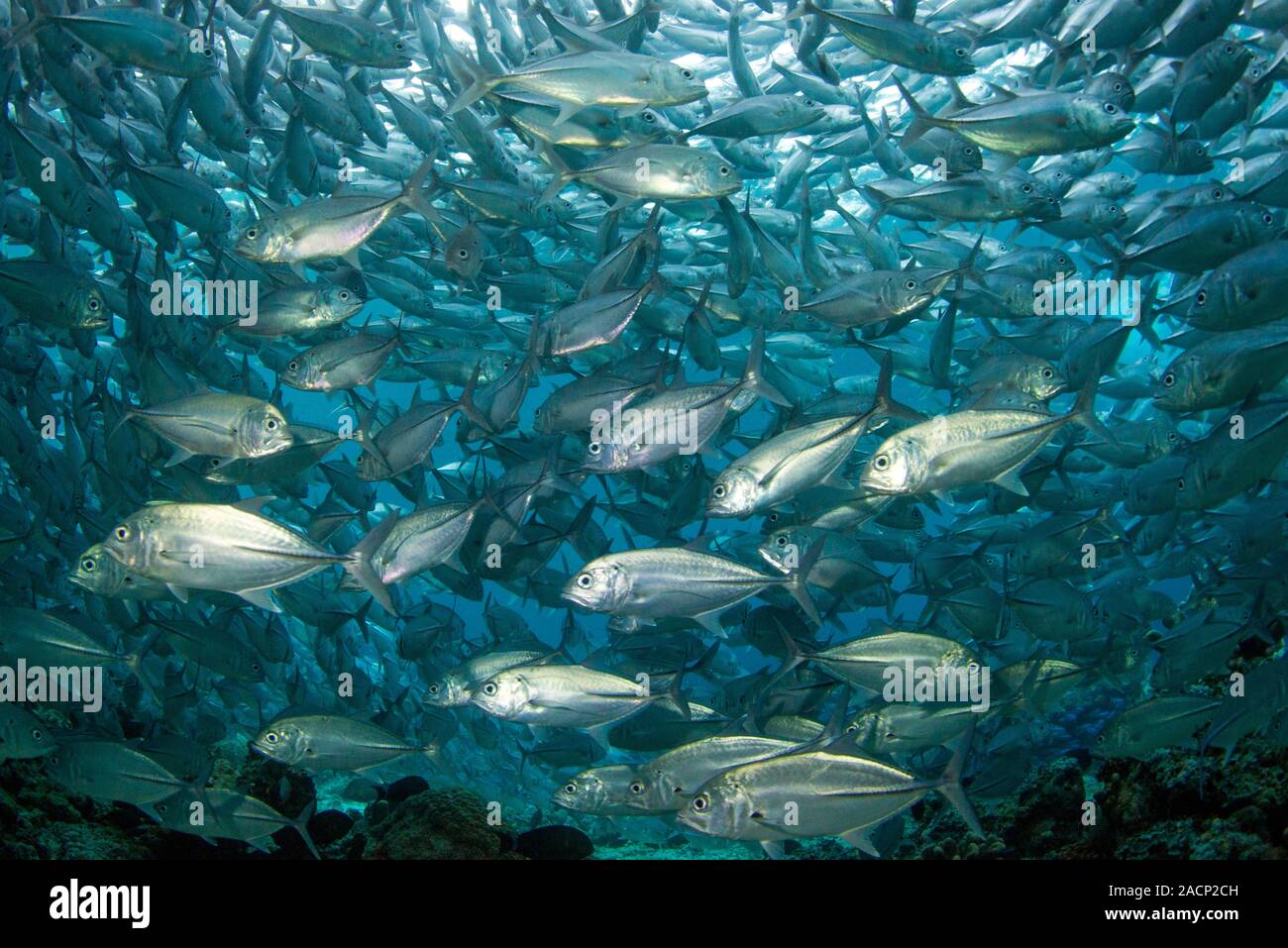 Bigeye trevally (Caranx sexfasciatus) commonly known as jacks at ...