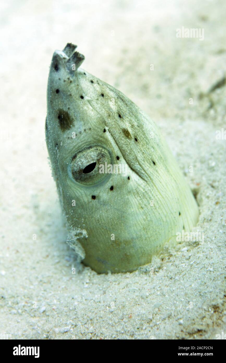 Burrowing snake eel (Pisodonophis cancrivoris) in its burrow in the ...