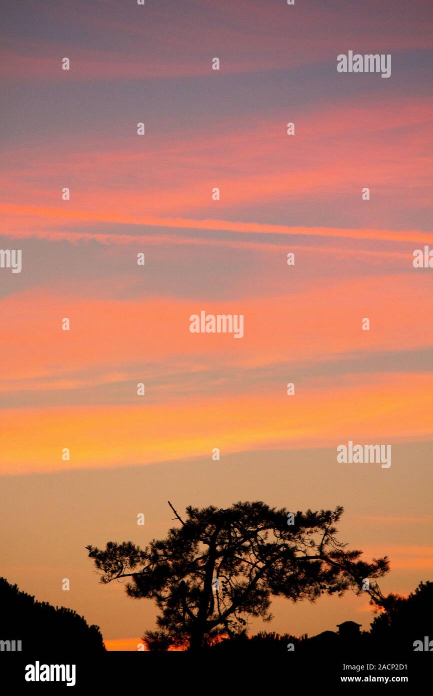 Orange pine hi-res stock photography and images - Alamy