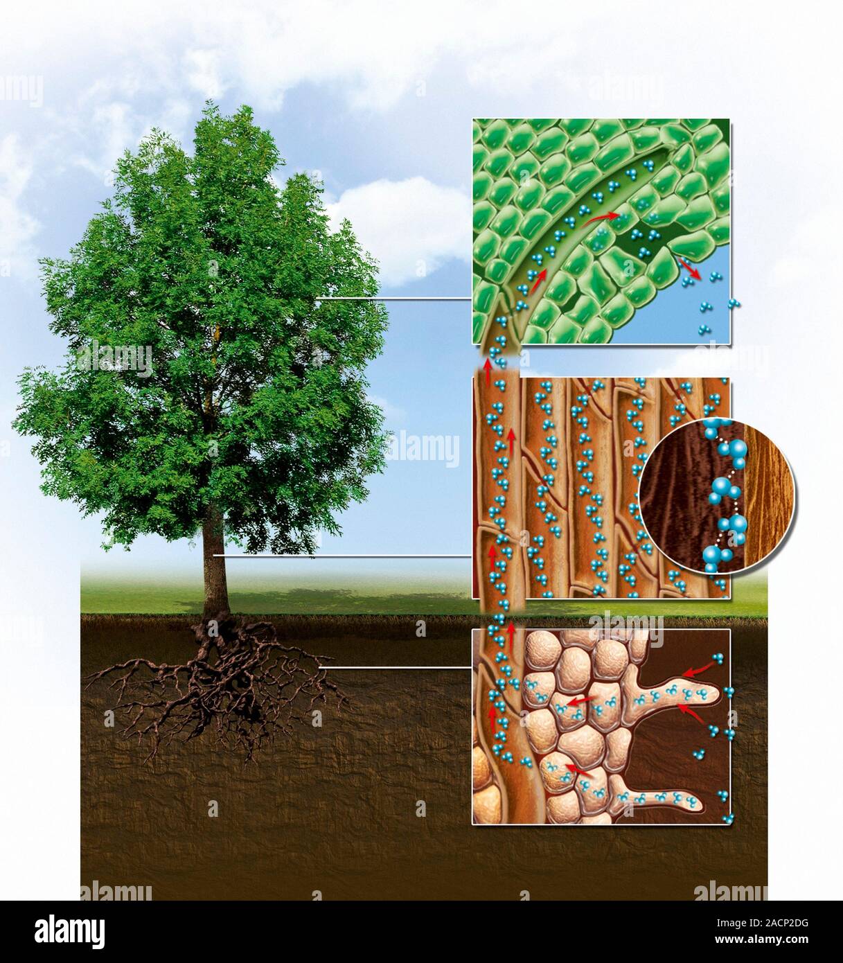 Plant water transport. Artwork of water molecules (blue) entering a ...