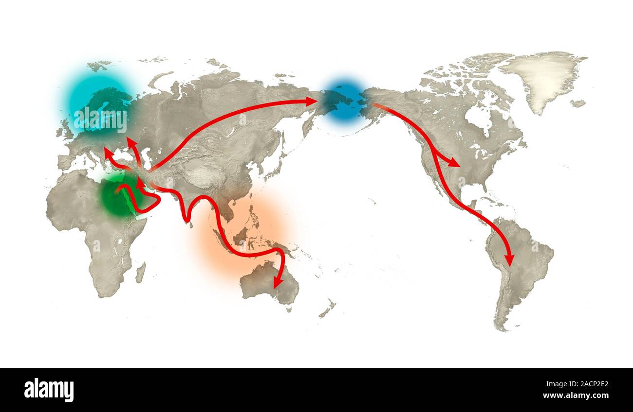 Human migration. Artwork showing the global history of human migration ...