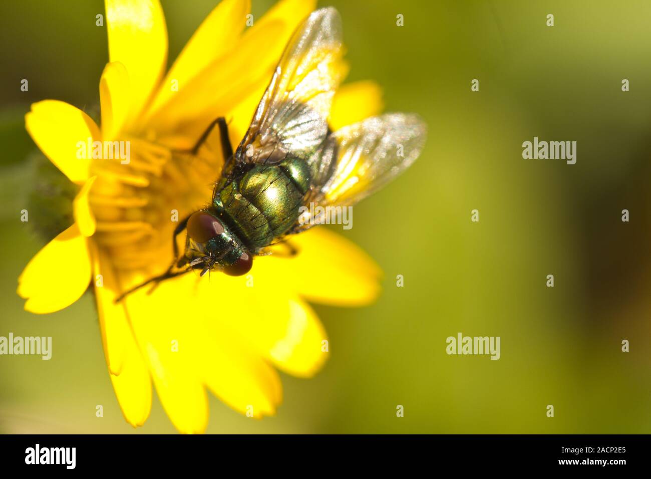 green metallic bottle fly Stock Photo - Alamy