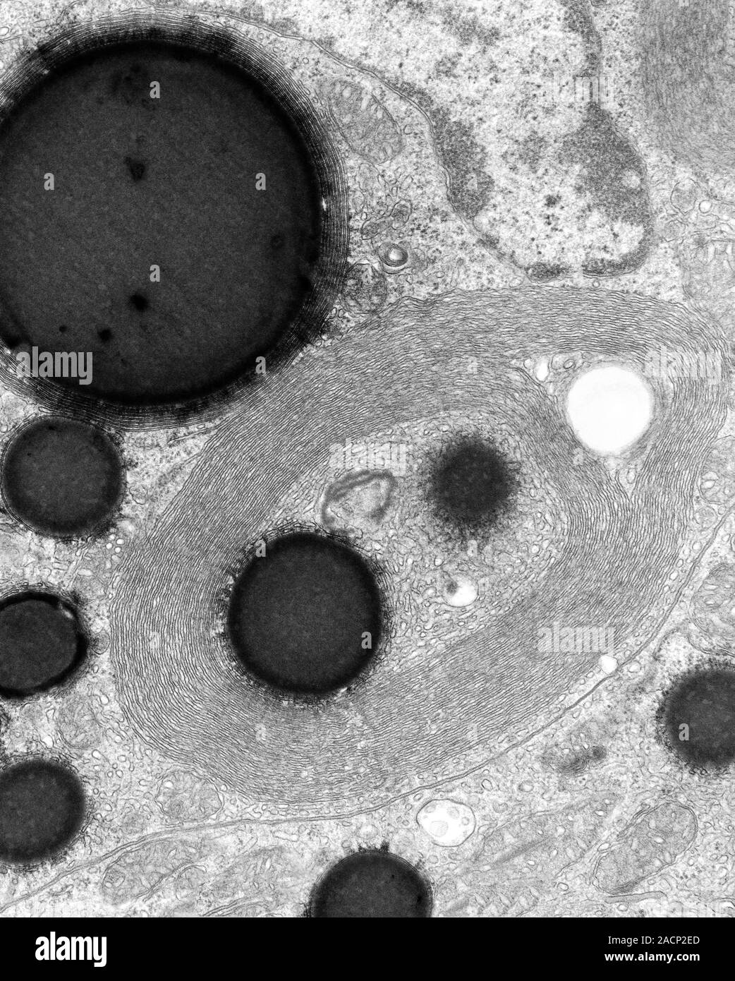Smooth endoplasmic reticulum. Transmission electron micrograph (TEM ...