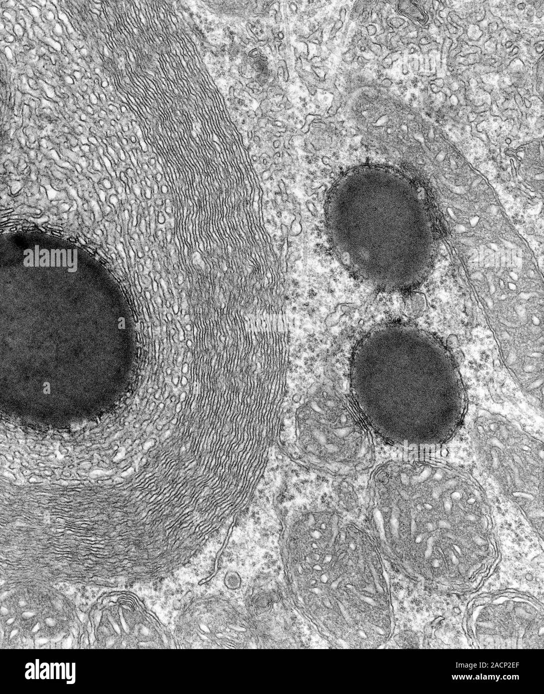 Smooth endoplasmic reticulum. Transmission electron micrograph (TEM ...