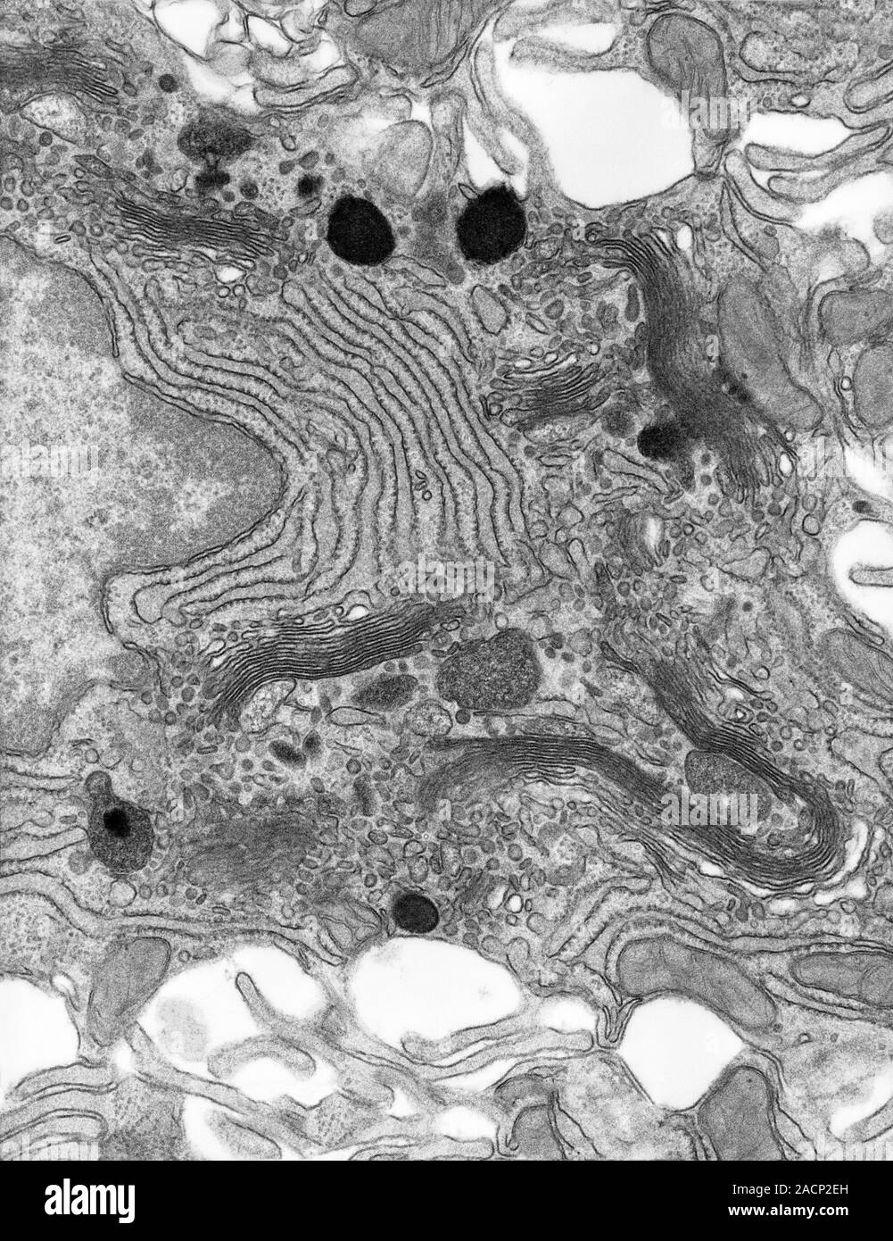 Enterocyte. Transmission electron micrograph (TEM) of a section through ...