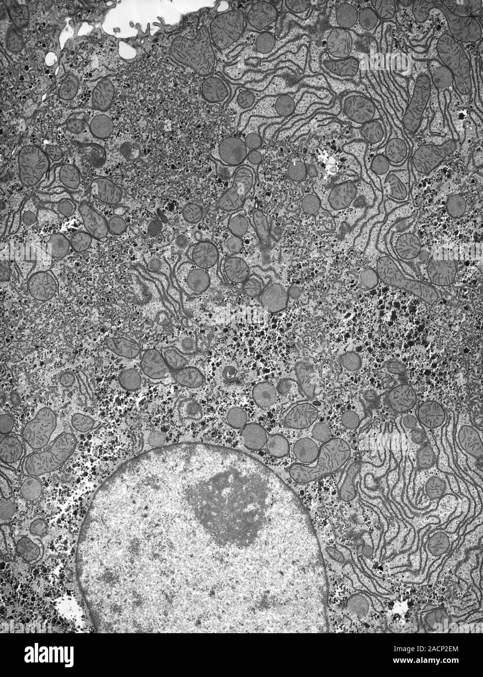 Hepatocyte liver cell. Transmission electron micrograph (TEM) of a ...