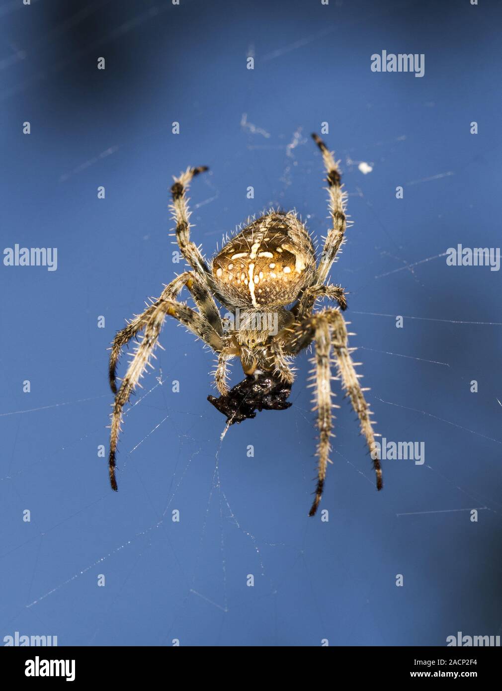 European garden spider Stock Photo - Alamy