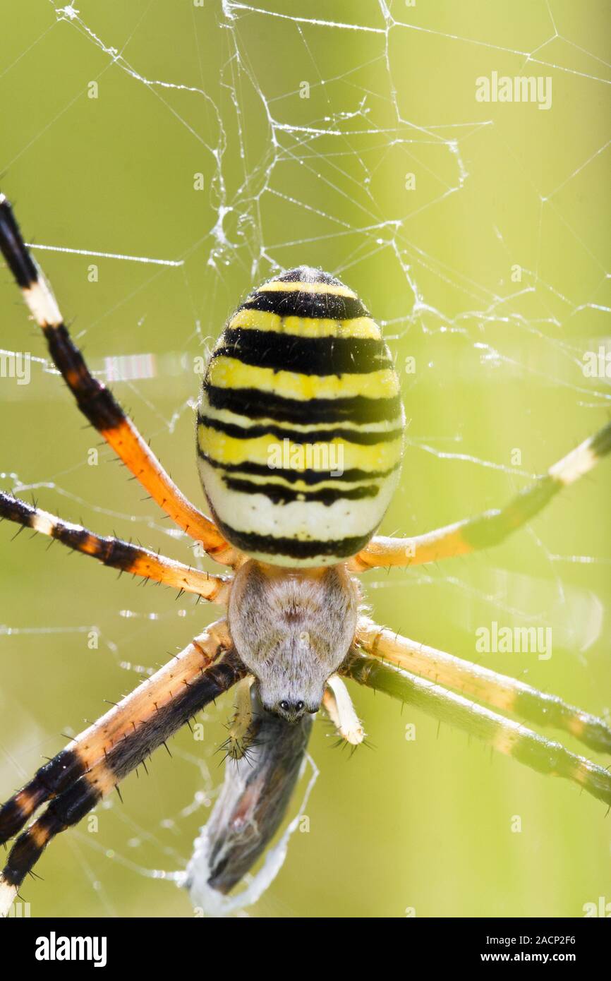 Orb-weaving Spider (Argiope bruennichi Stock Photo - Alamy