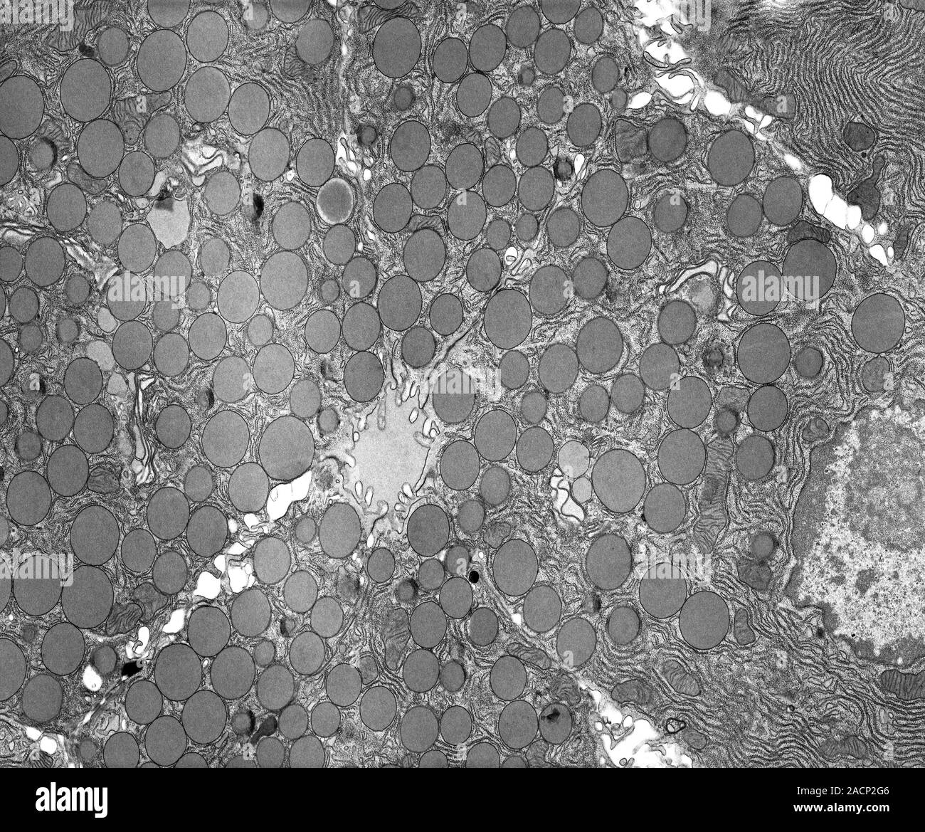 Pancreatic exocrine cells. Transmission electron micrograph (TEM) of a ... Pancreatic exocrine cells. Transmission electron micrograph (TEM) of a ...
