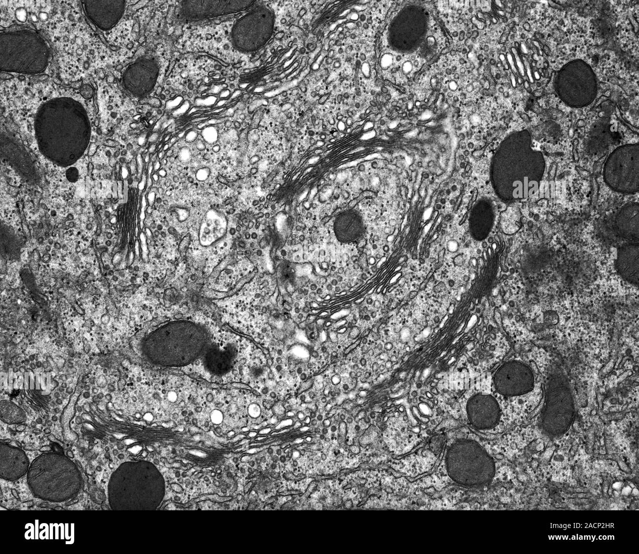 Golgi membranes. Transmission electron micrograph (TEM) of a section ...