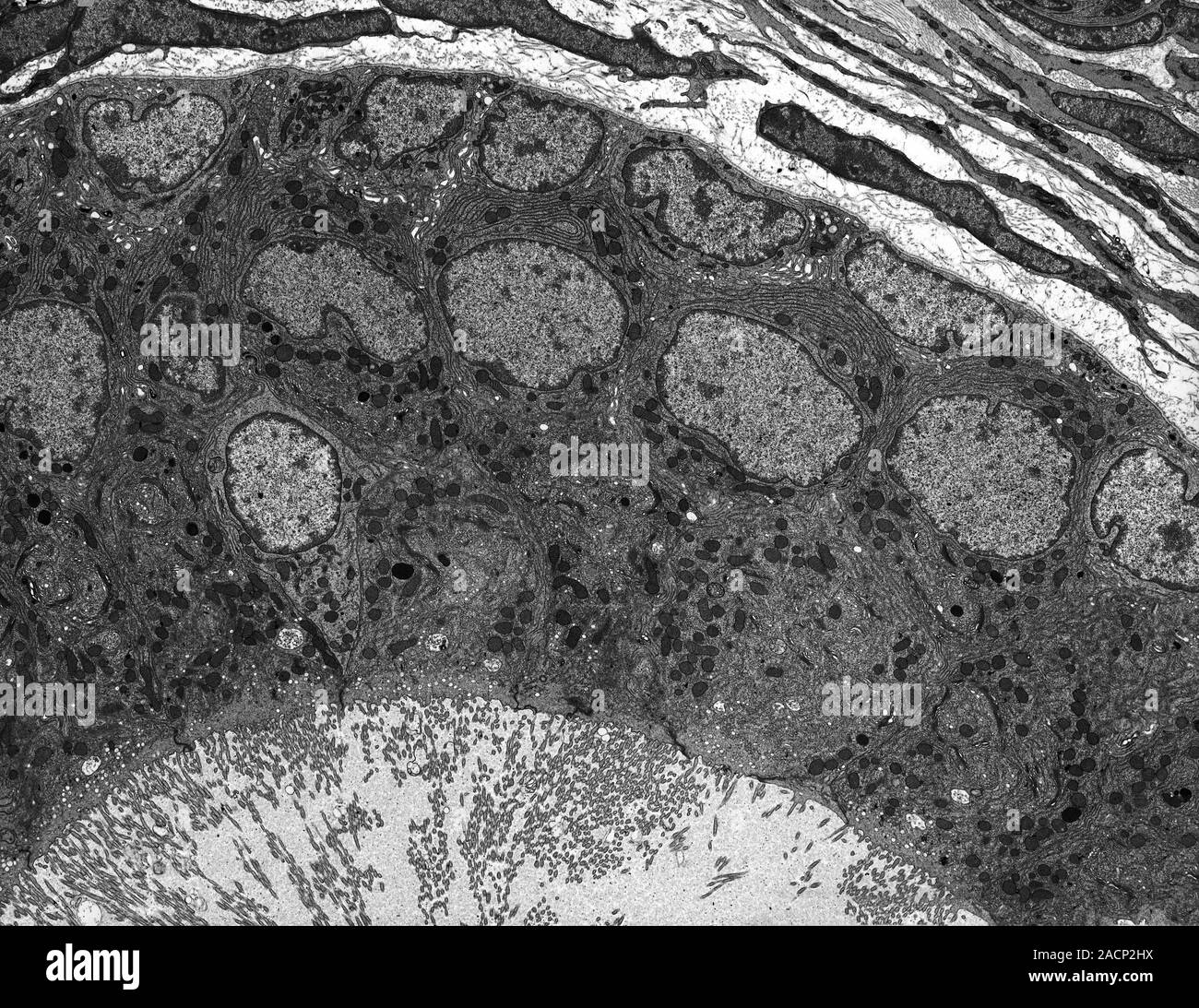 Epididymis Epithelium Transmission Electron Micrograph Tem Of A
