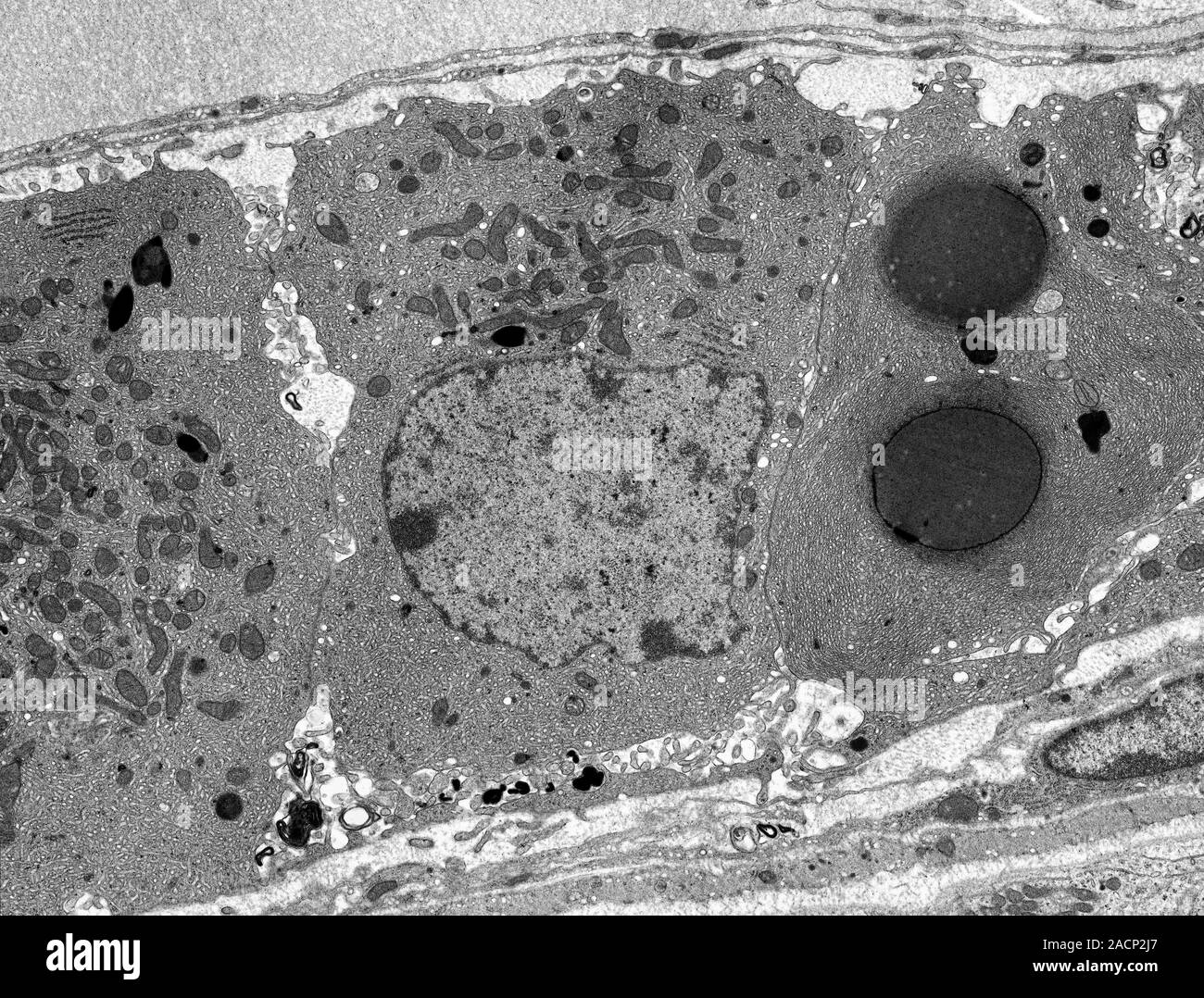Leydig Cells Transmission Electron Micrograph Tem Of A Section