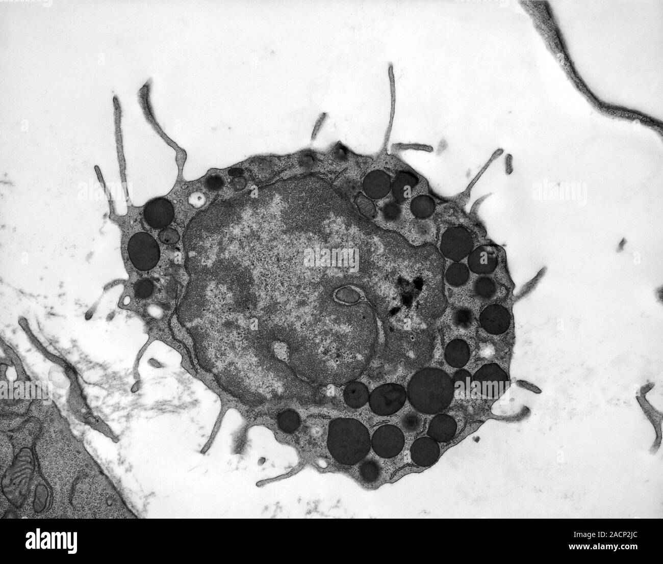 Basophil white blood cell. Transmission electron micrograph (TEM) of ...