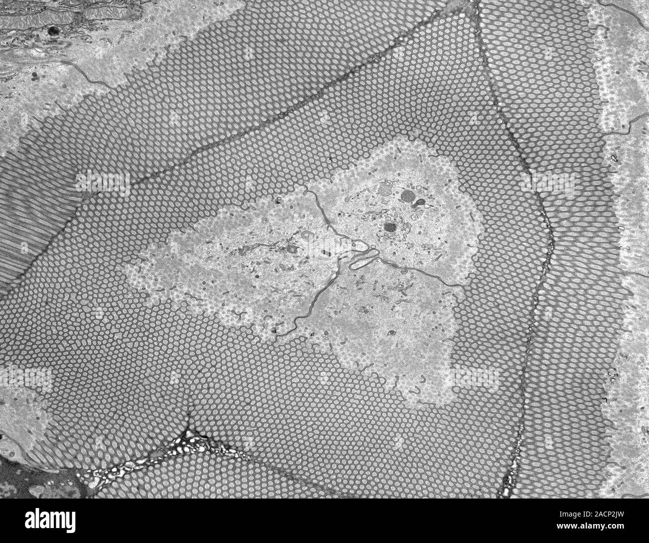 Intestinal brush border. Transmission electron micrograph (TEM) of ...