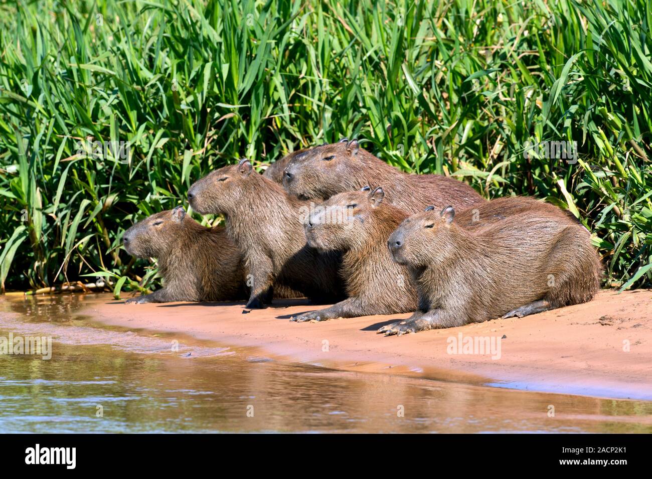 Capybaras resting by a river. The capybara (Hydrochoerus hydrochaeris ...