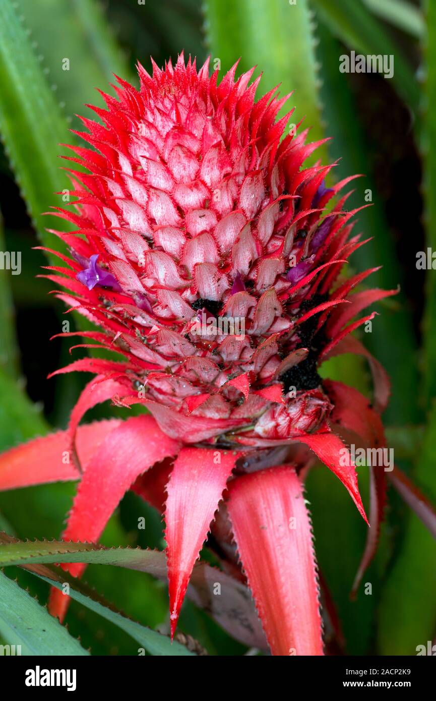 Pineapple (Ananas comosus) plant in flower. Photographed in Mauritius ...