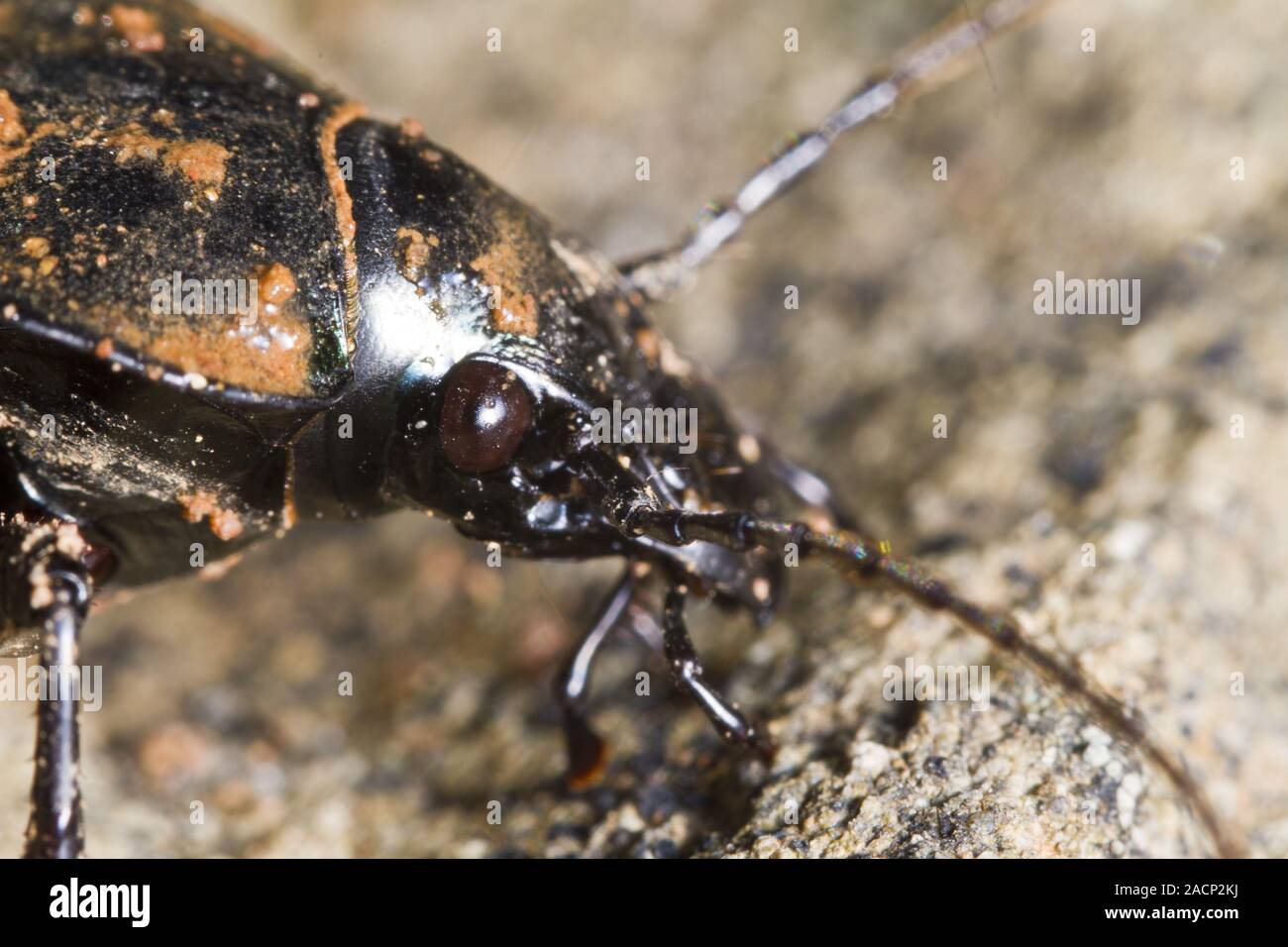 Calosoma hi-res stock photography and images - Alamy
