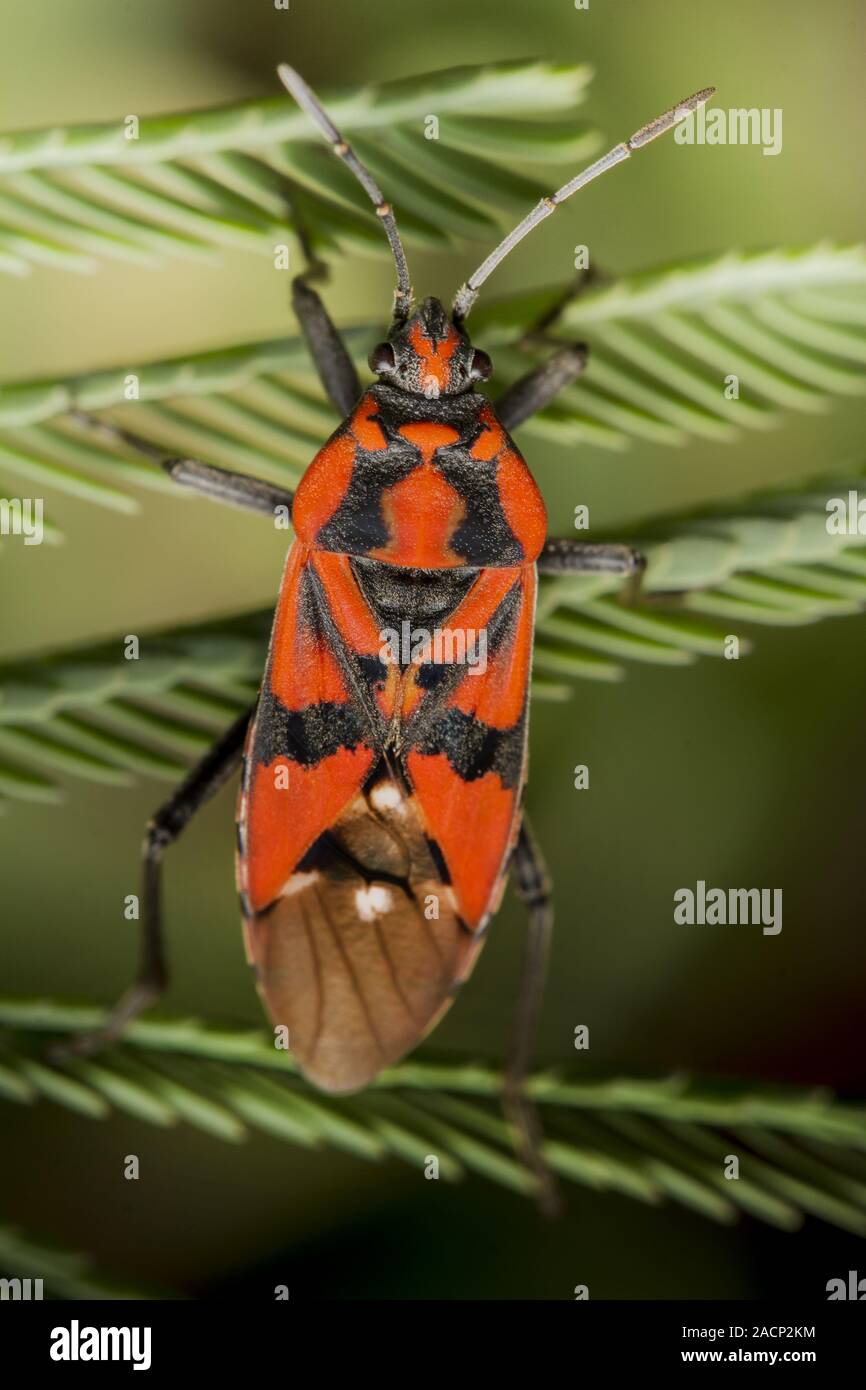 Firebug hi-res stock photography and images - Alamy