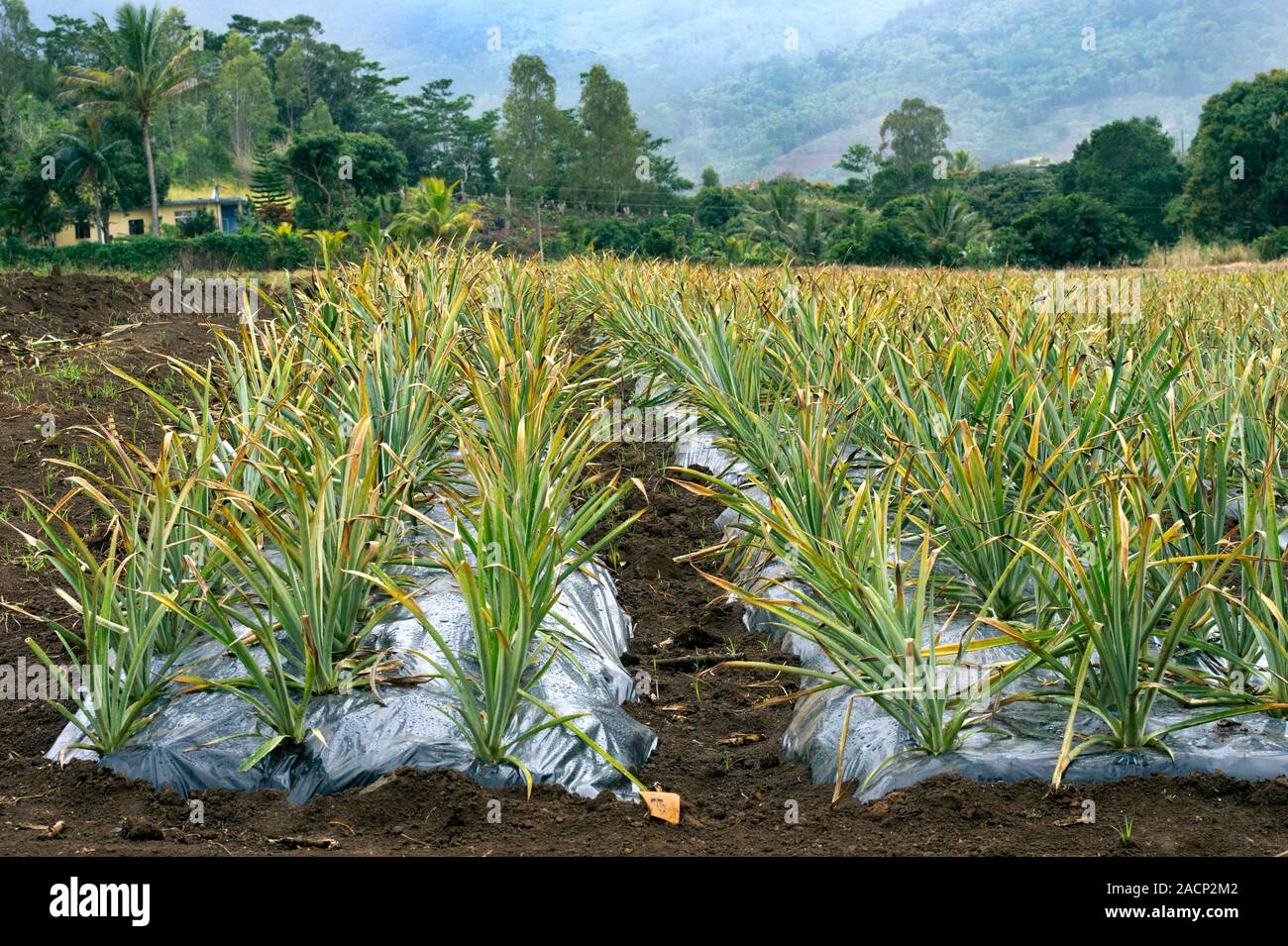 Pineapple farm. Rows of pineapple (Ananas comosus) plants growing on a ...