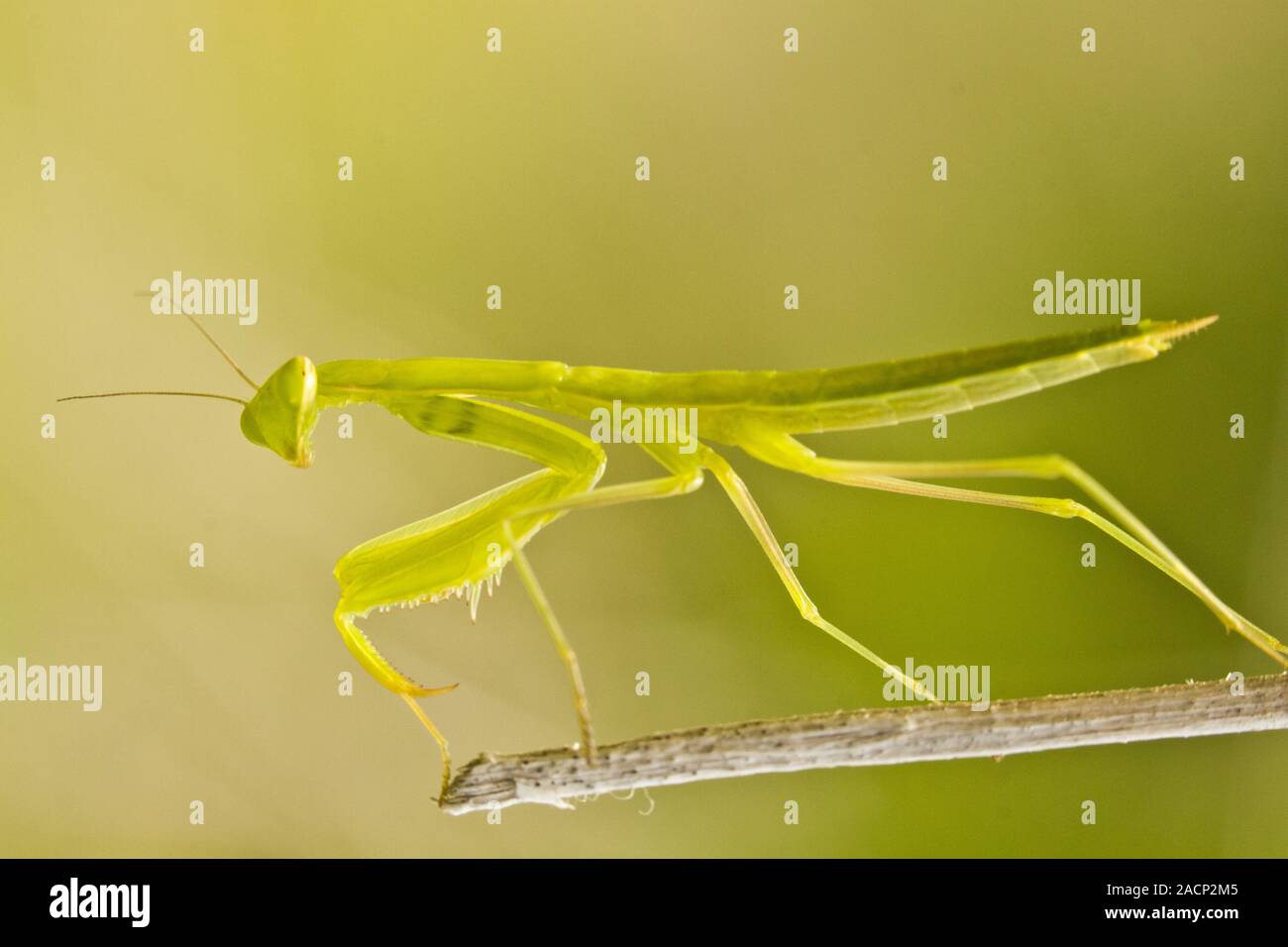 European Dwarf Mantis Stock Photo - Alamy
