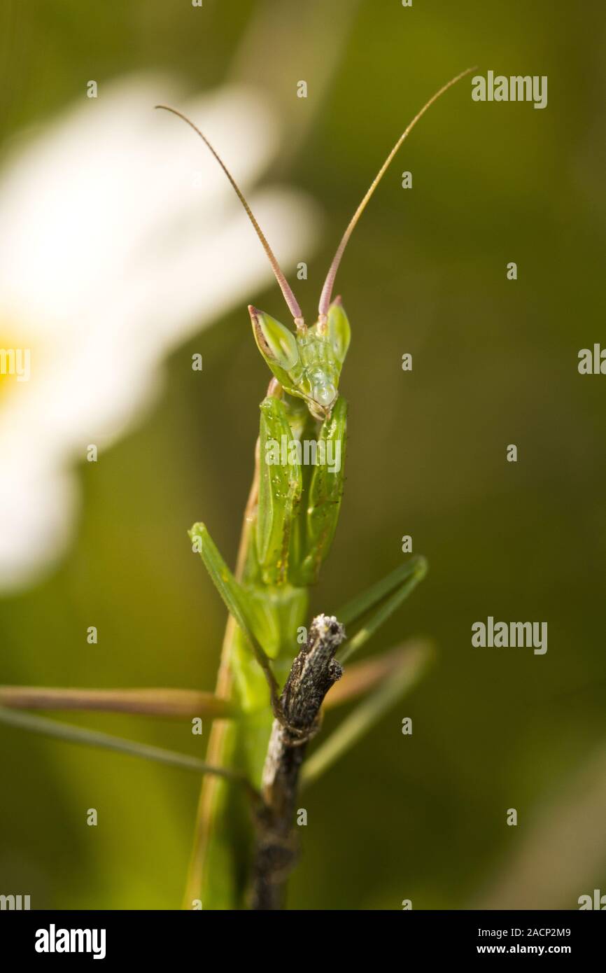 Dwarf mantis hi-res stock photography and images - Alamy