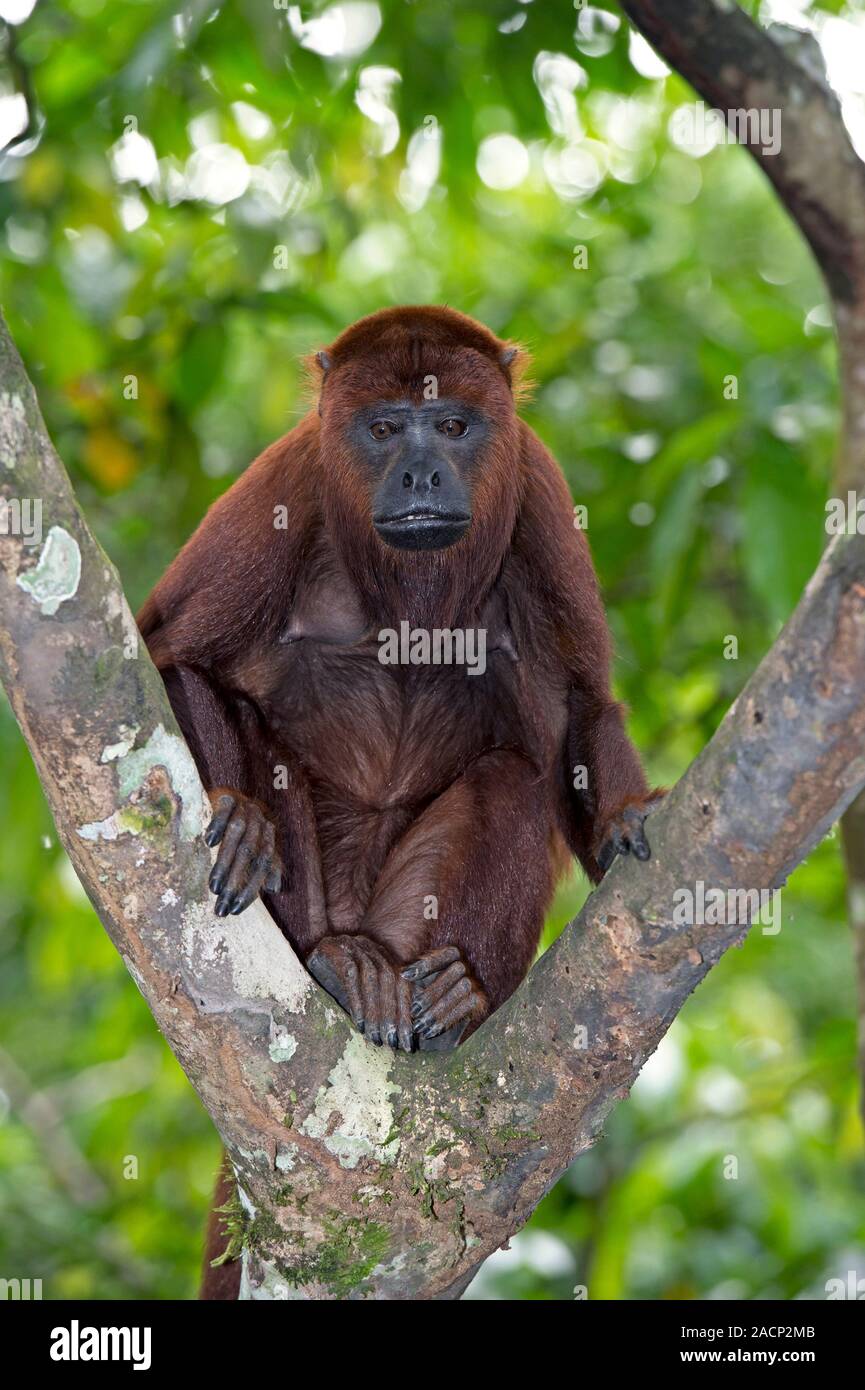 Purus red howler monkey in a tree. The purus red howler (Alouatta ...