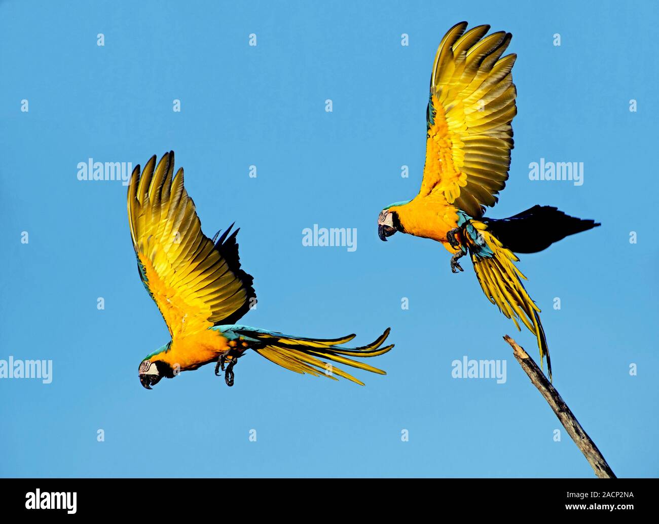Blue and yellow macaws (Ara ararauna). These large parrots inhabit ...