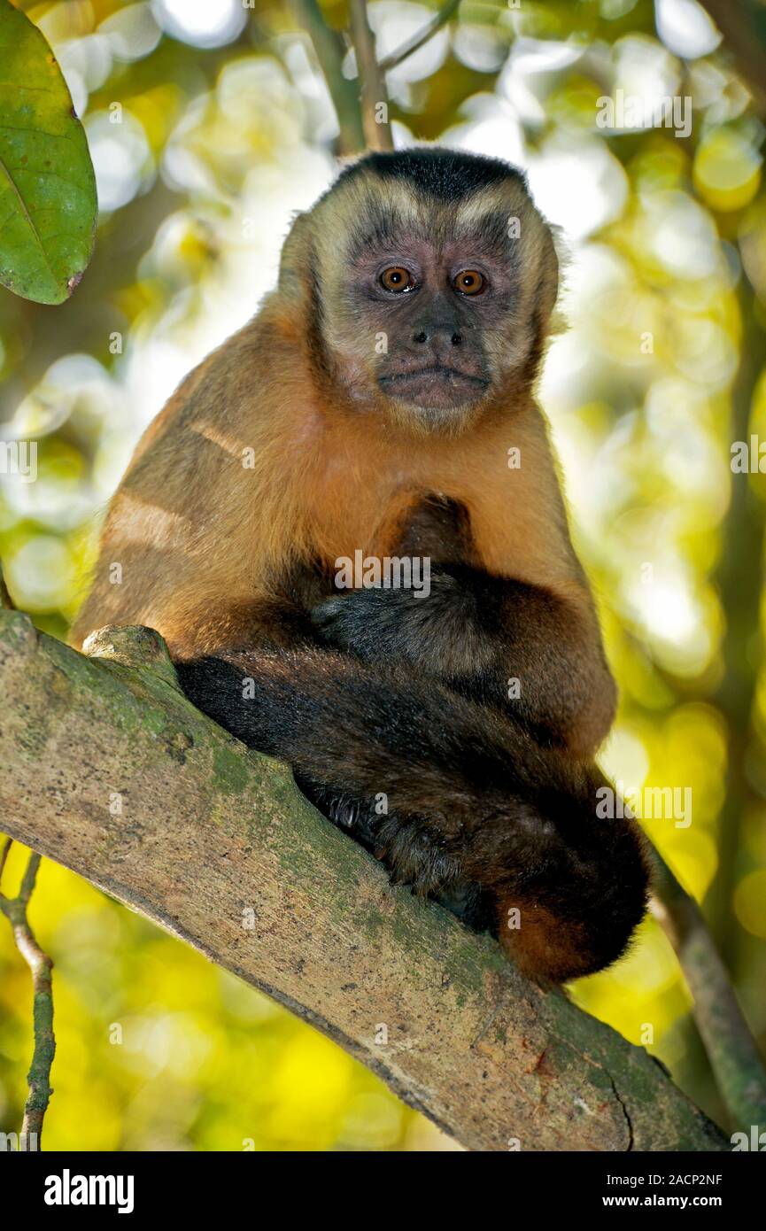 Brown capuchin monkey in a tree. The brown, or tufted, capuchin ...