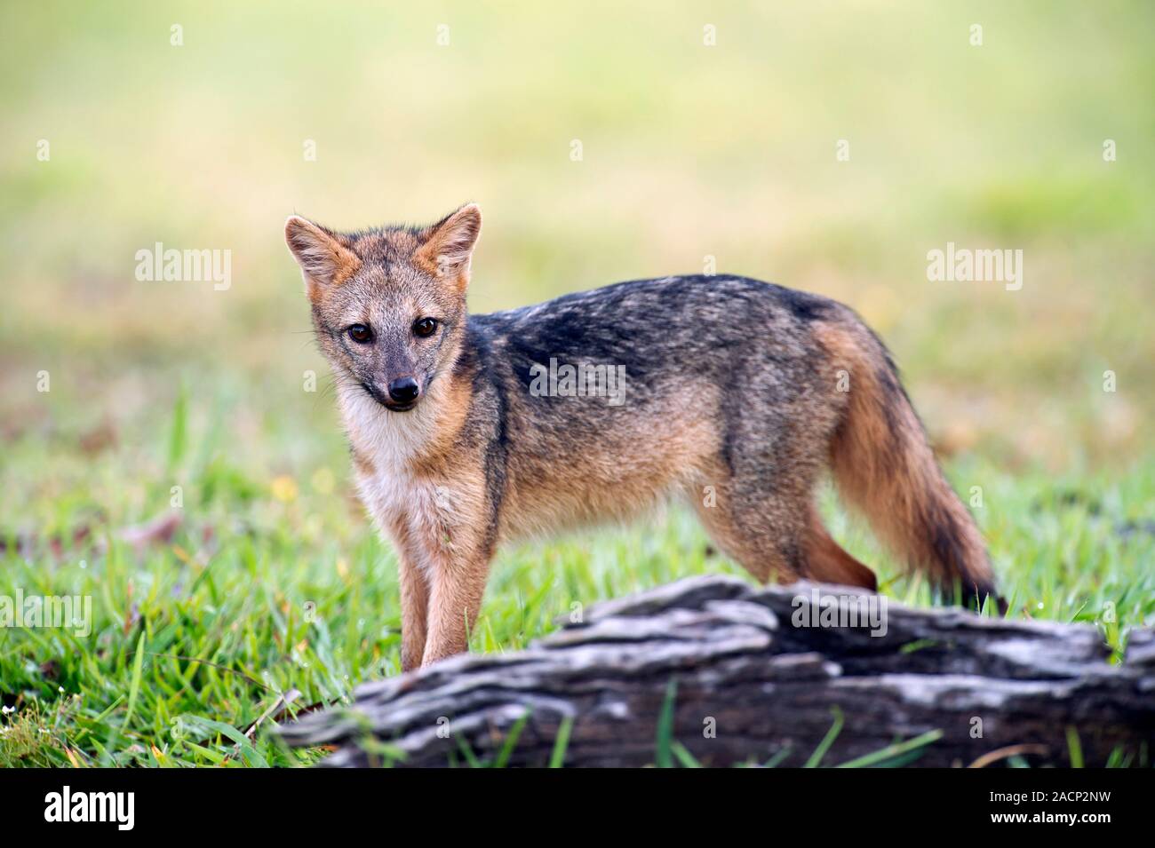 Crab-eating fox (Cerdocyon thous). This medium-sized fox is endemic to ...