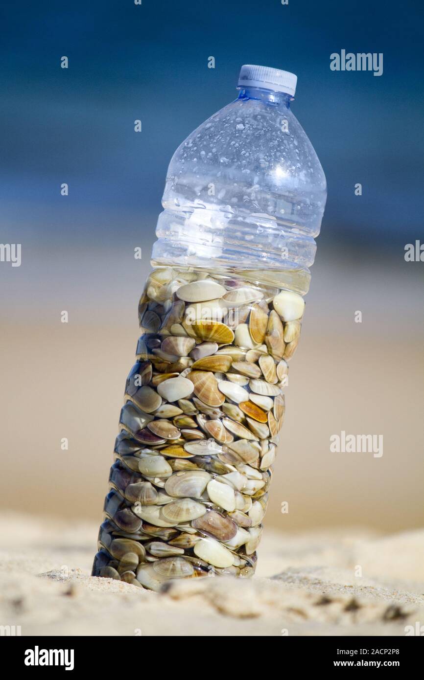 Saltwater clams hi-res stock photography and images - Alamy