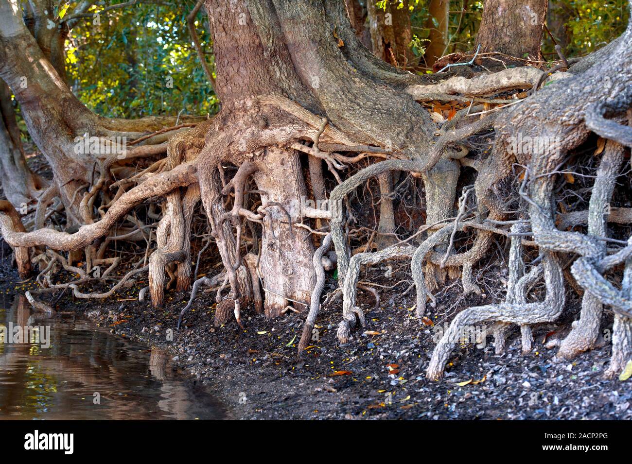 Licania parvifolia trees roots. View of the root system of Licania ...