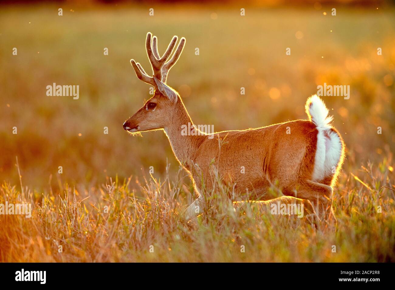 Pampas deer in a meadow. Pampas deer (Ozotoceros bezoarticus) live in ...