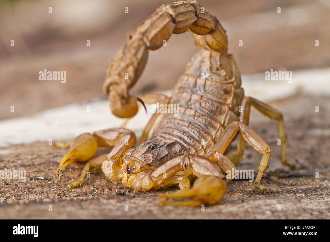 Scorpion posture hi-res stock photography and images - Alamy