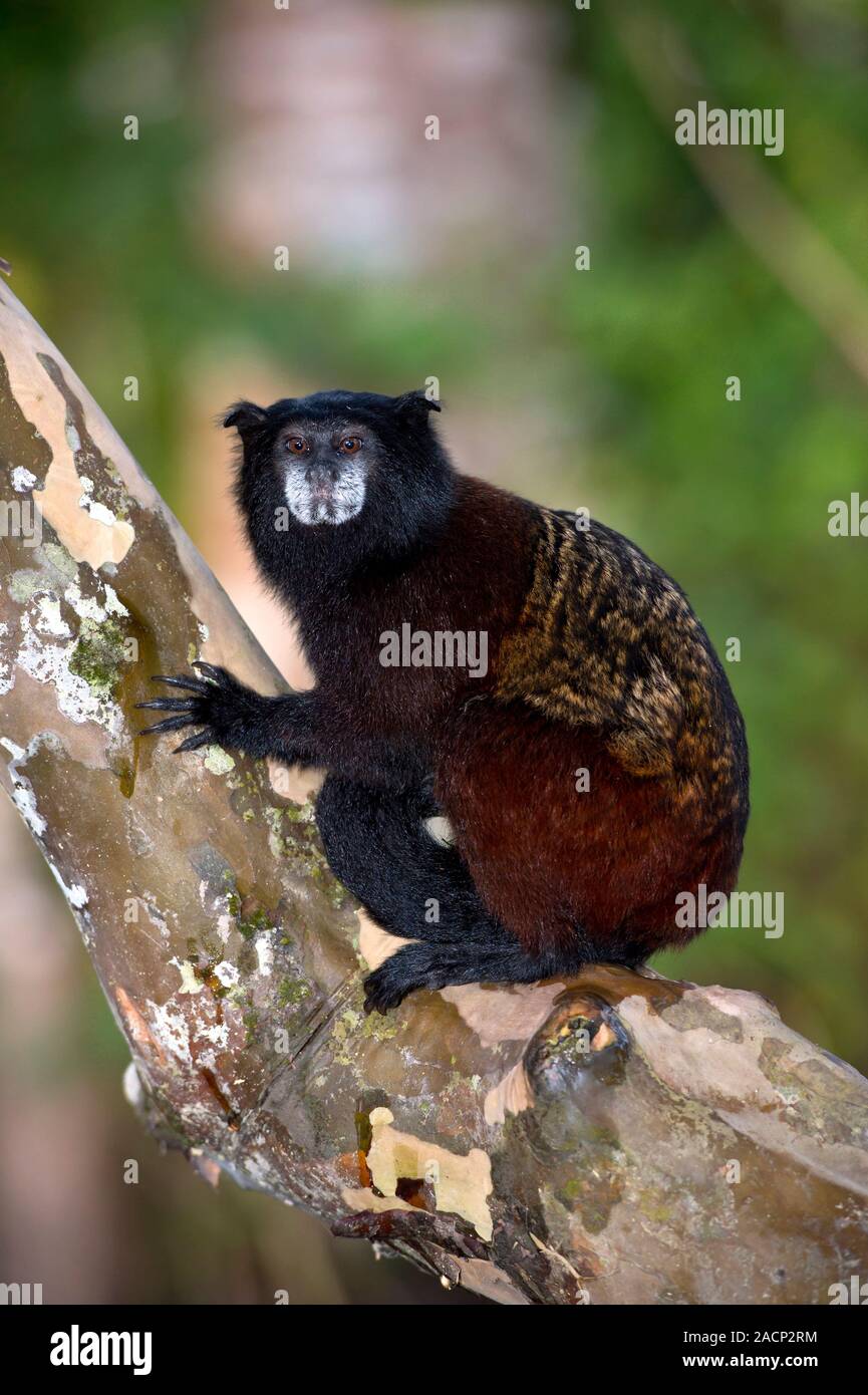 Saddle-backed tamarin (Saguinus fuscicollis primitivus) in a tree ...