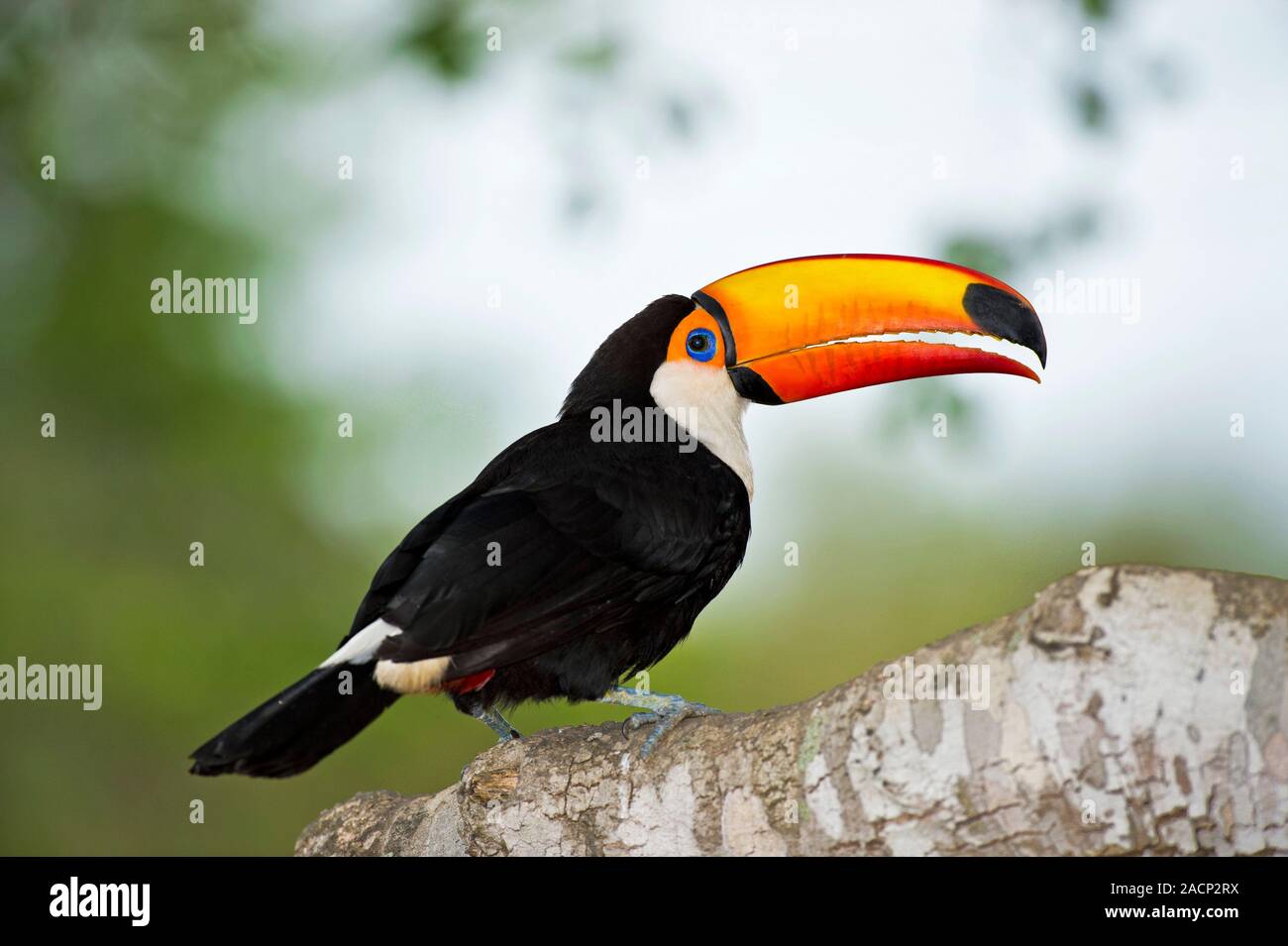 Toco toucan in a tree. The toco toucan (Ramphastos toco) is the largest ...