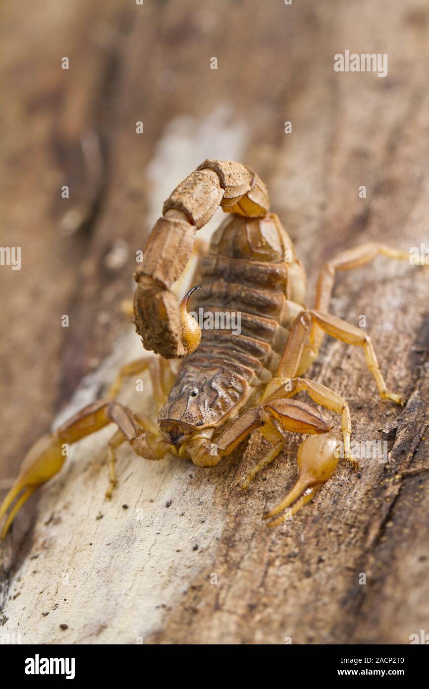 Scorpion posture hi-res stock photography and images - Alamy