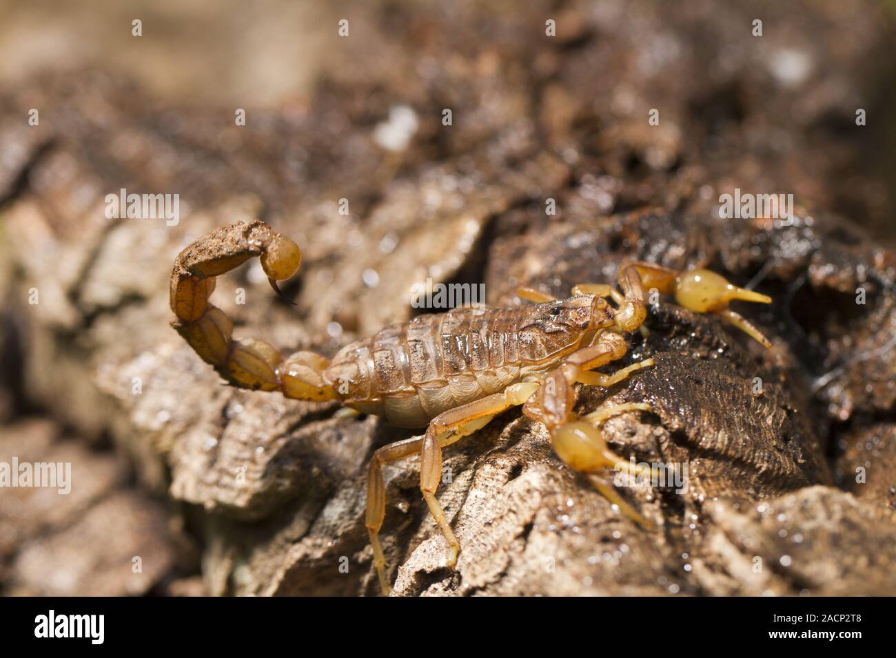 Scorpion posture hi-res stock photography and images - Alamy