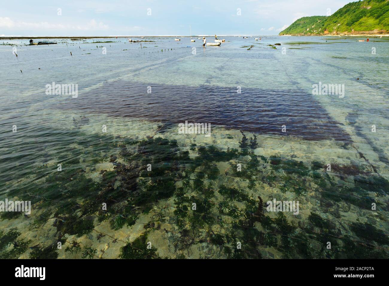 Seaweed farming, Bali. View over seaweed (red algae) farms in shallow ...