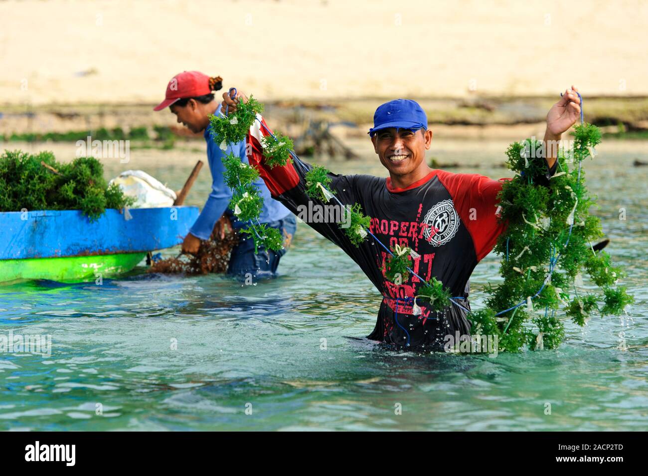 Seaweed farming, Bali. Farmer working on his seaweed (red algae) farm ...