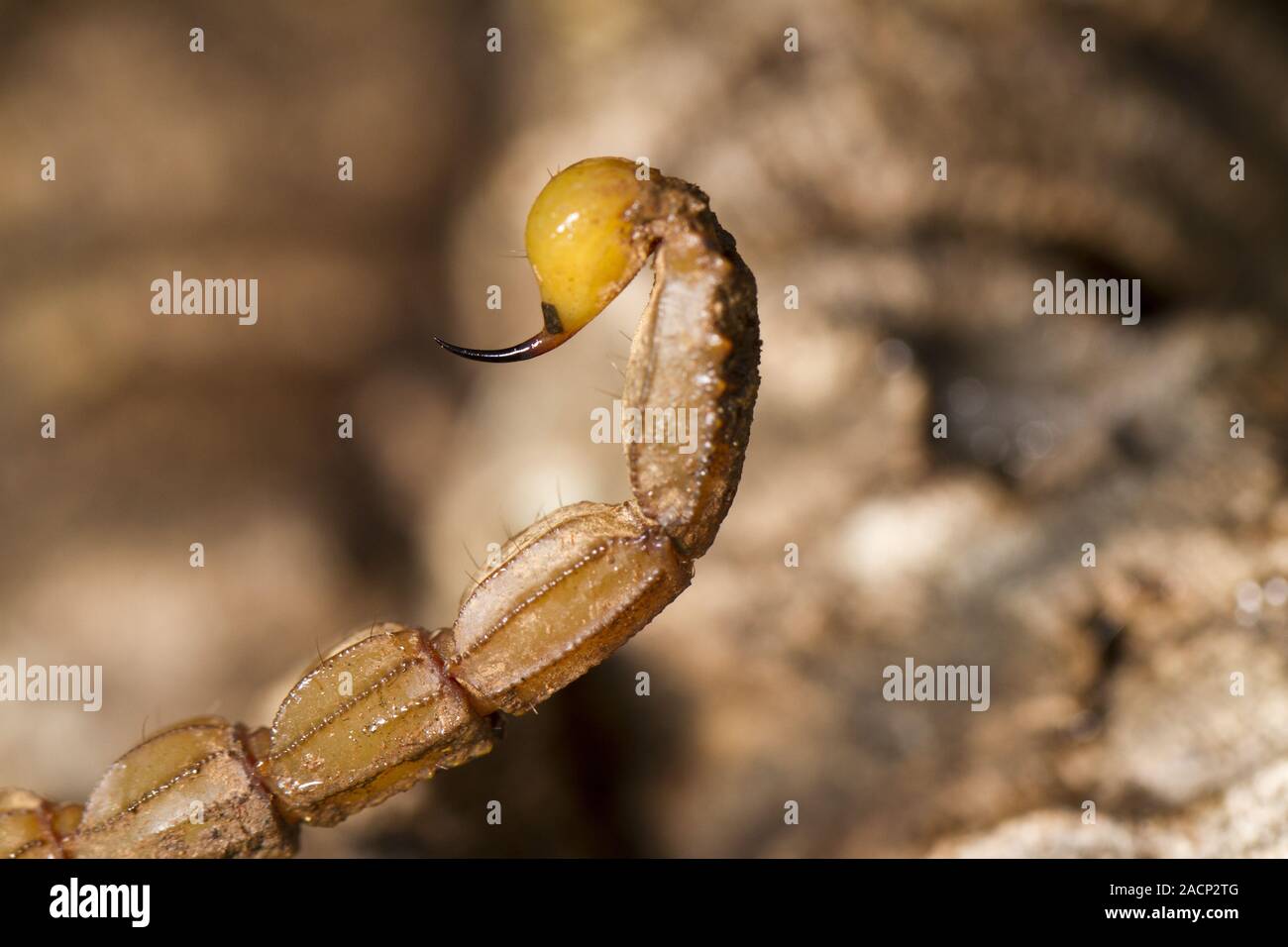 buthus scorpion sting tail Stock Photo - Alamy