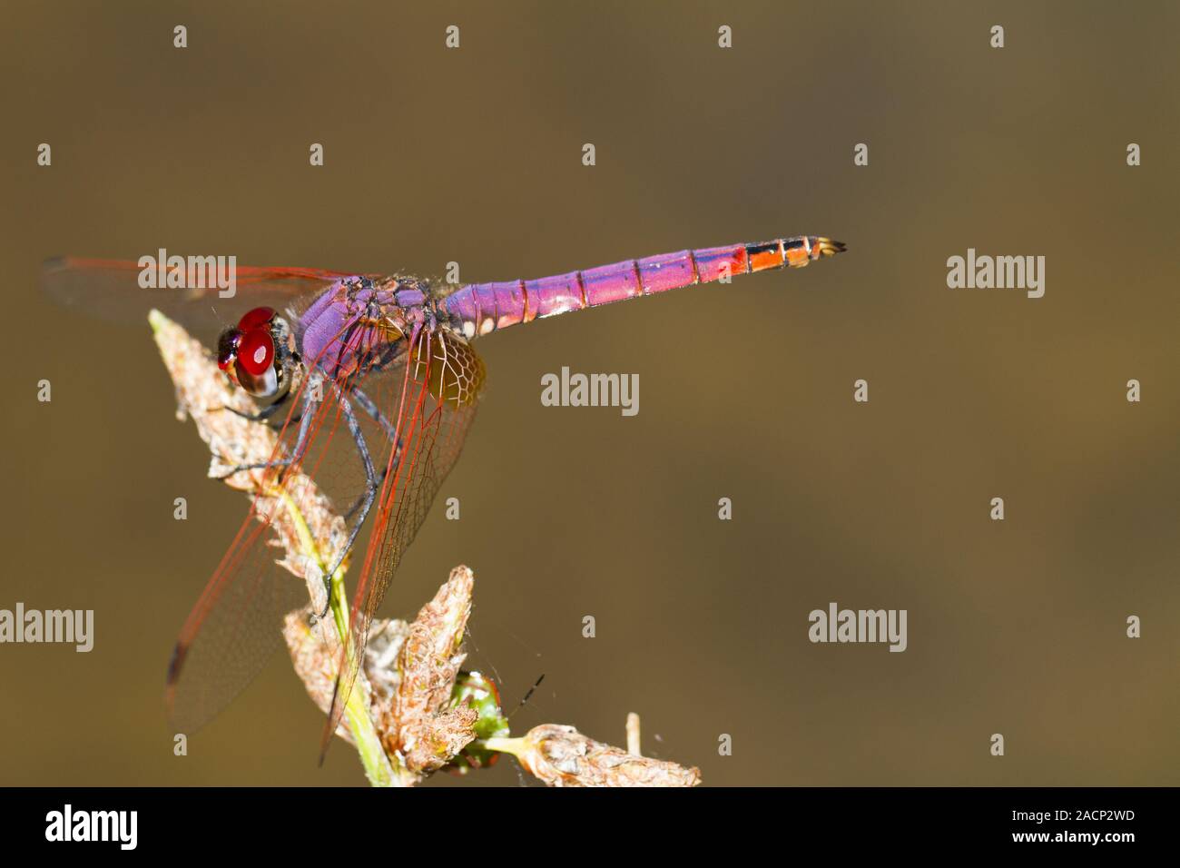 Violet Dropwing (Trithemis annulata Stock Photo - Alamy