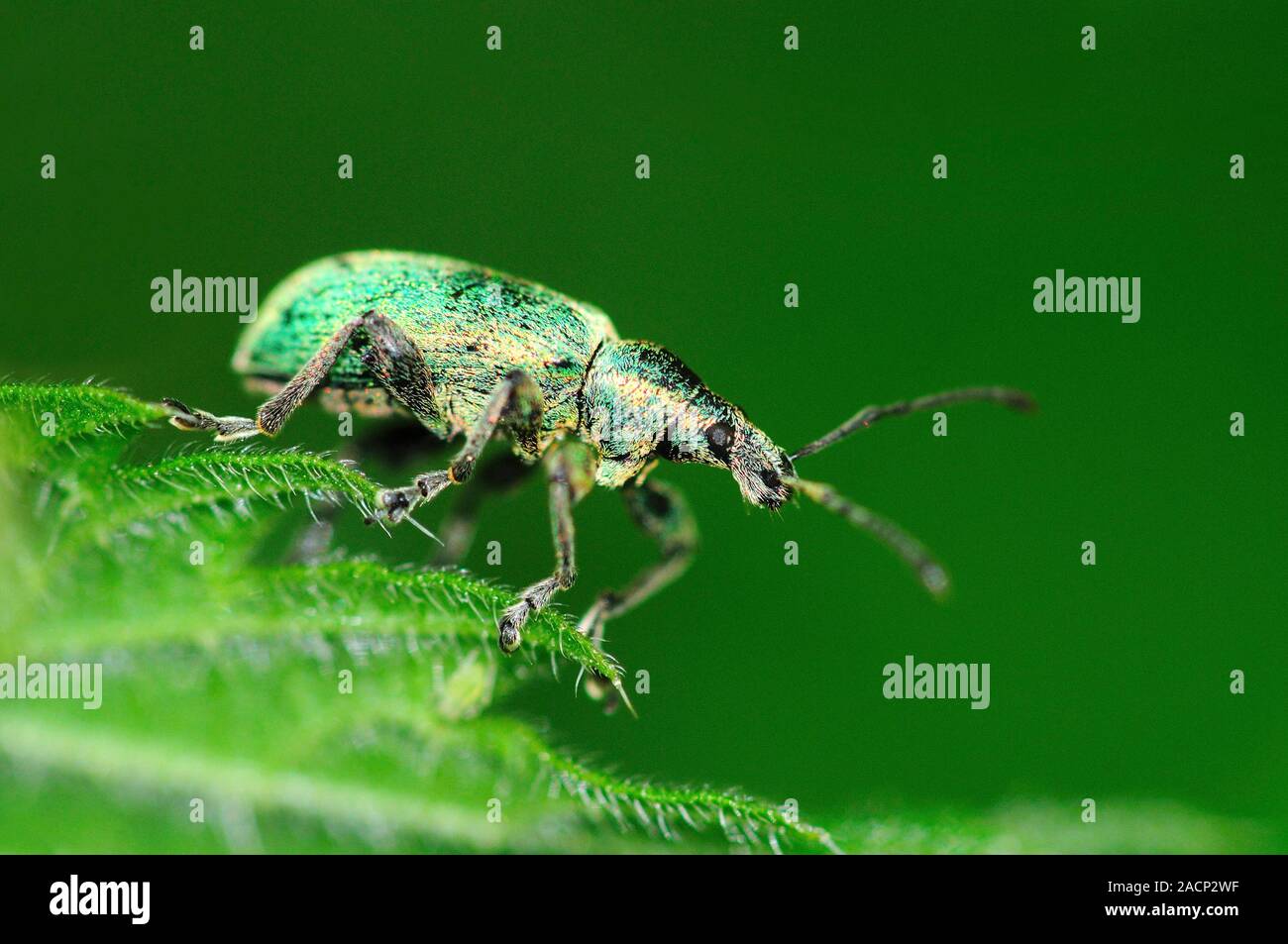 Nettle weevil (Phyllobius pomaceus) on a nettle (Urtica sp.) leaf. This ...